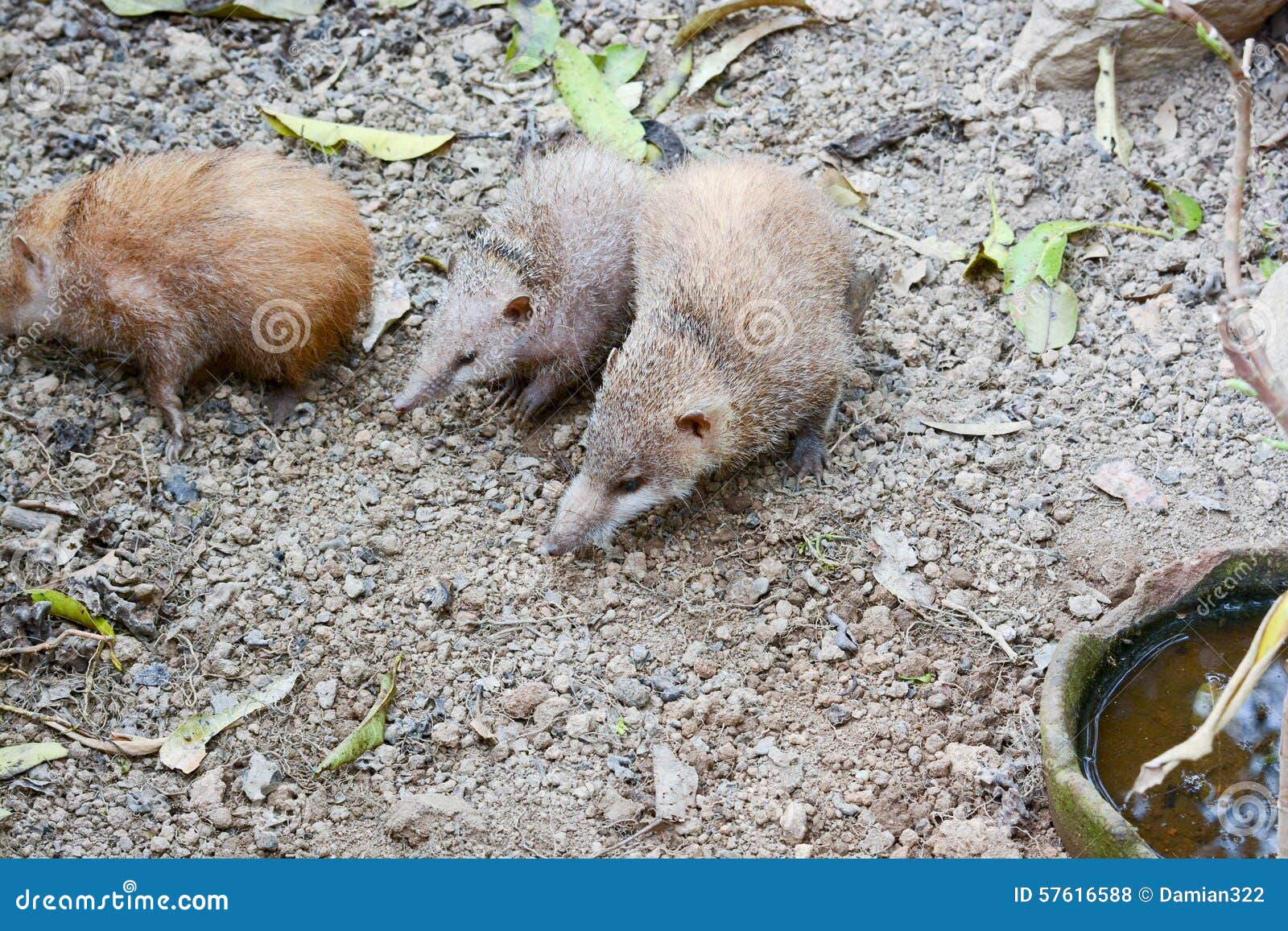 Lesser Hedgehog Tenrec, Echinops-telfairi Stock Foto - Image of wild ...