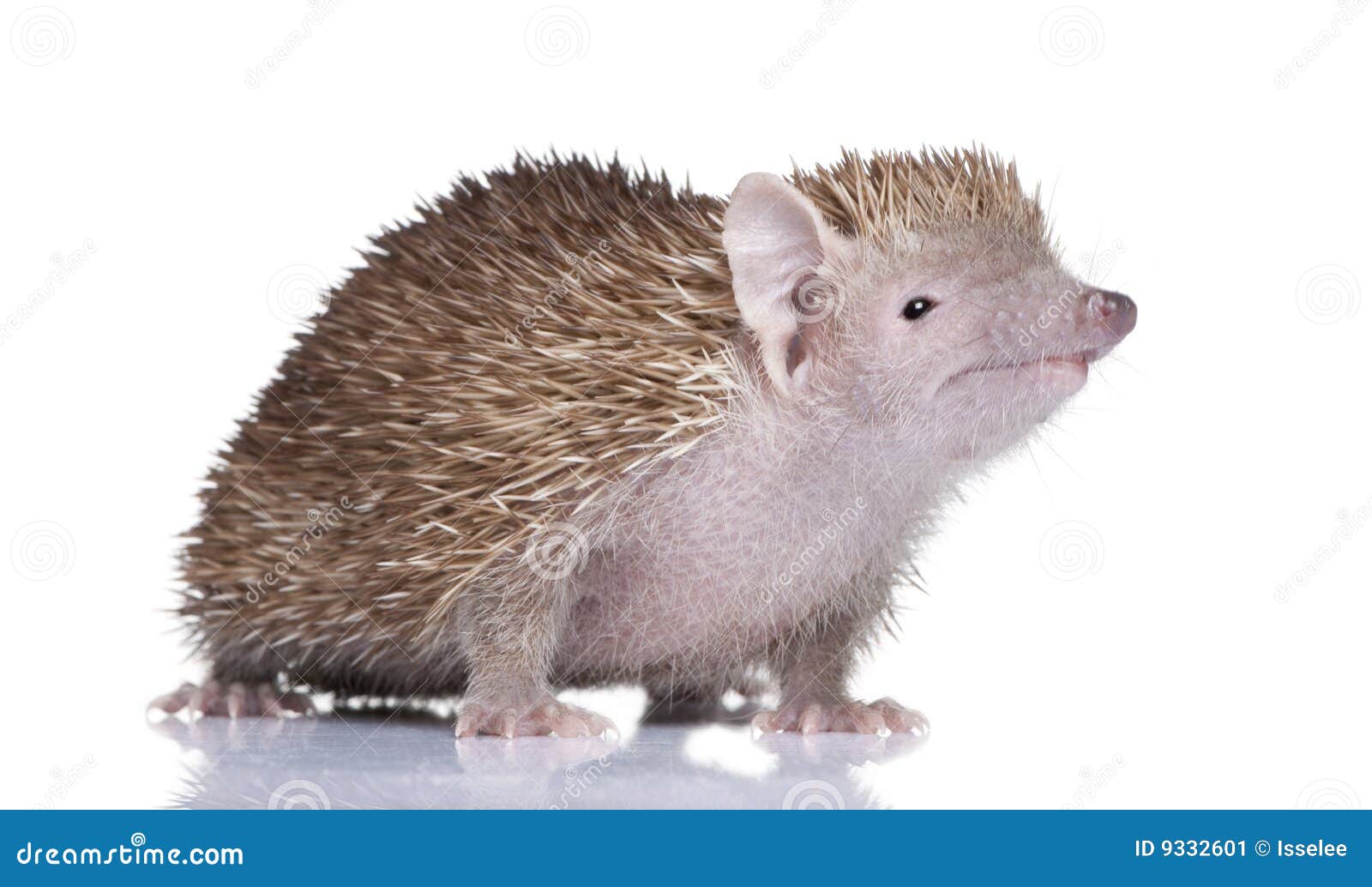 Lesser Hedgehog Tenrec - Echinops Telfairi Stock Image - Image of spiny ...