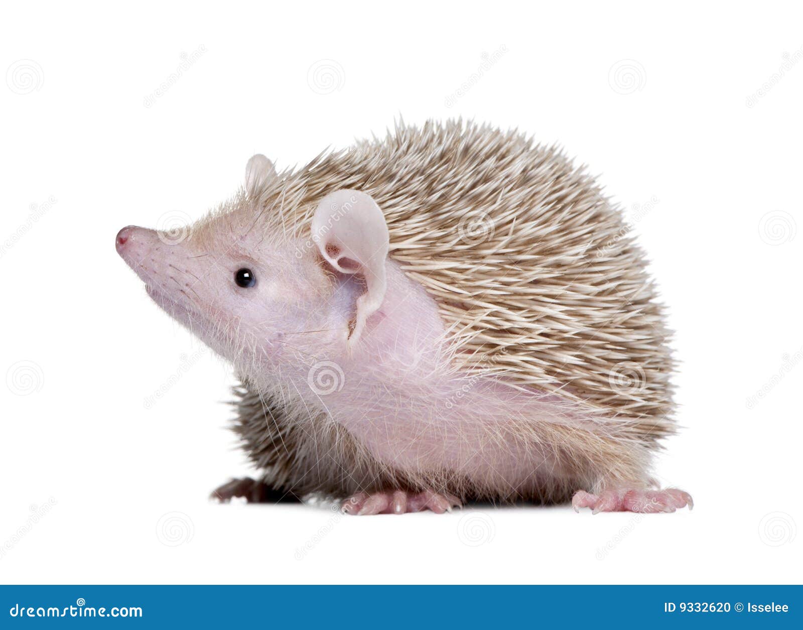 Lesser Hedgehog Tenrec Stock Photography | CartoonDealer.com #153803036