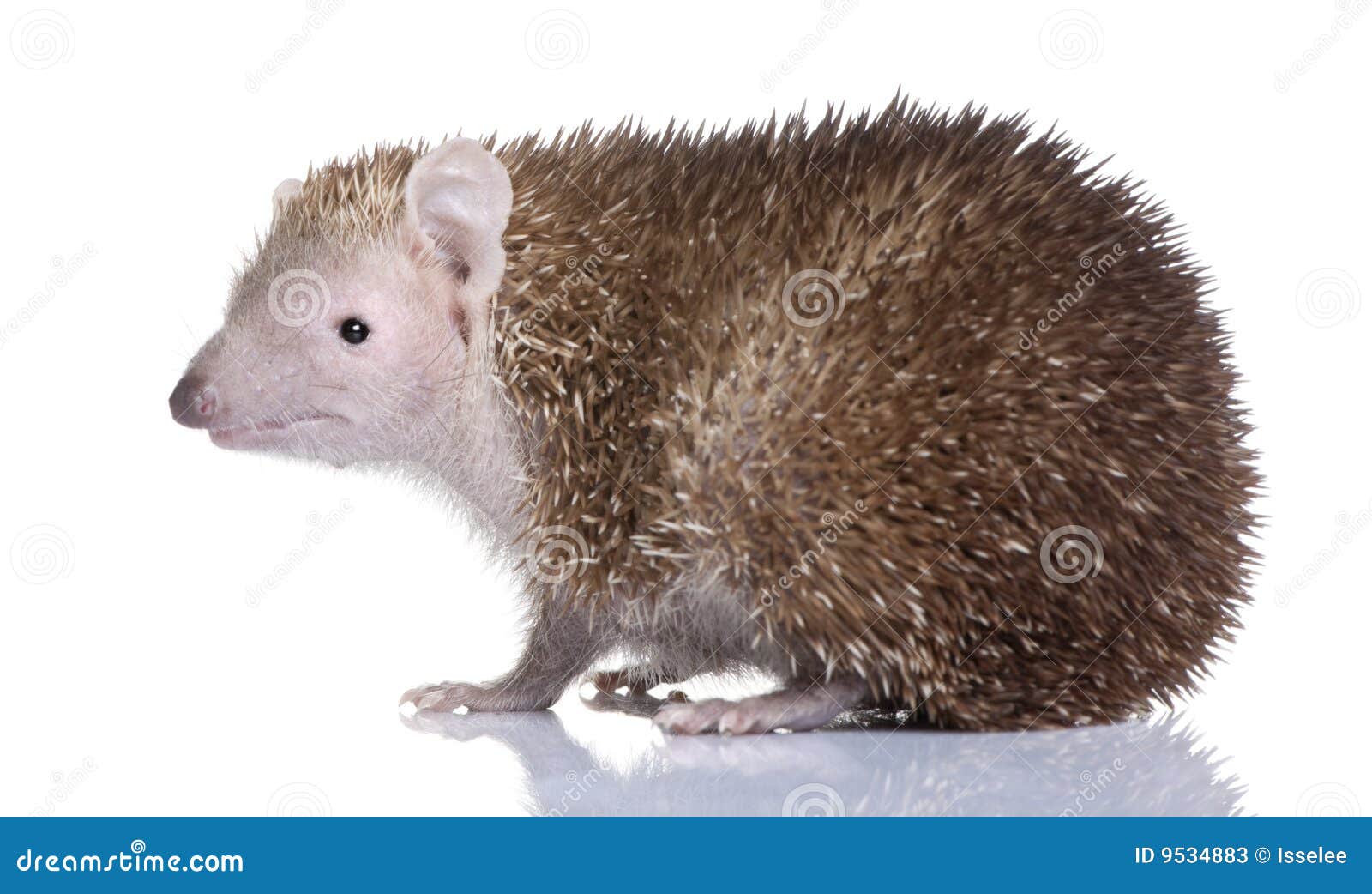 Lesser Hedgehog Tenrec - Echinops Telfairi Stock Image - Image of side ...