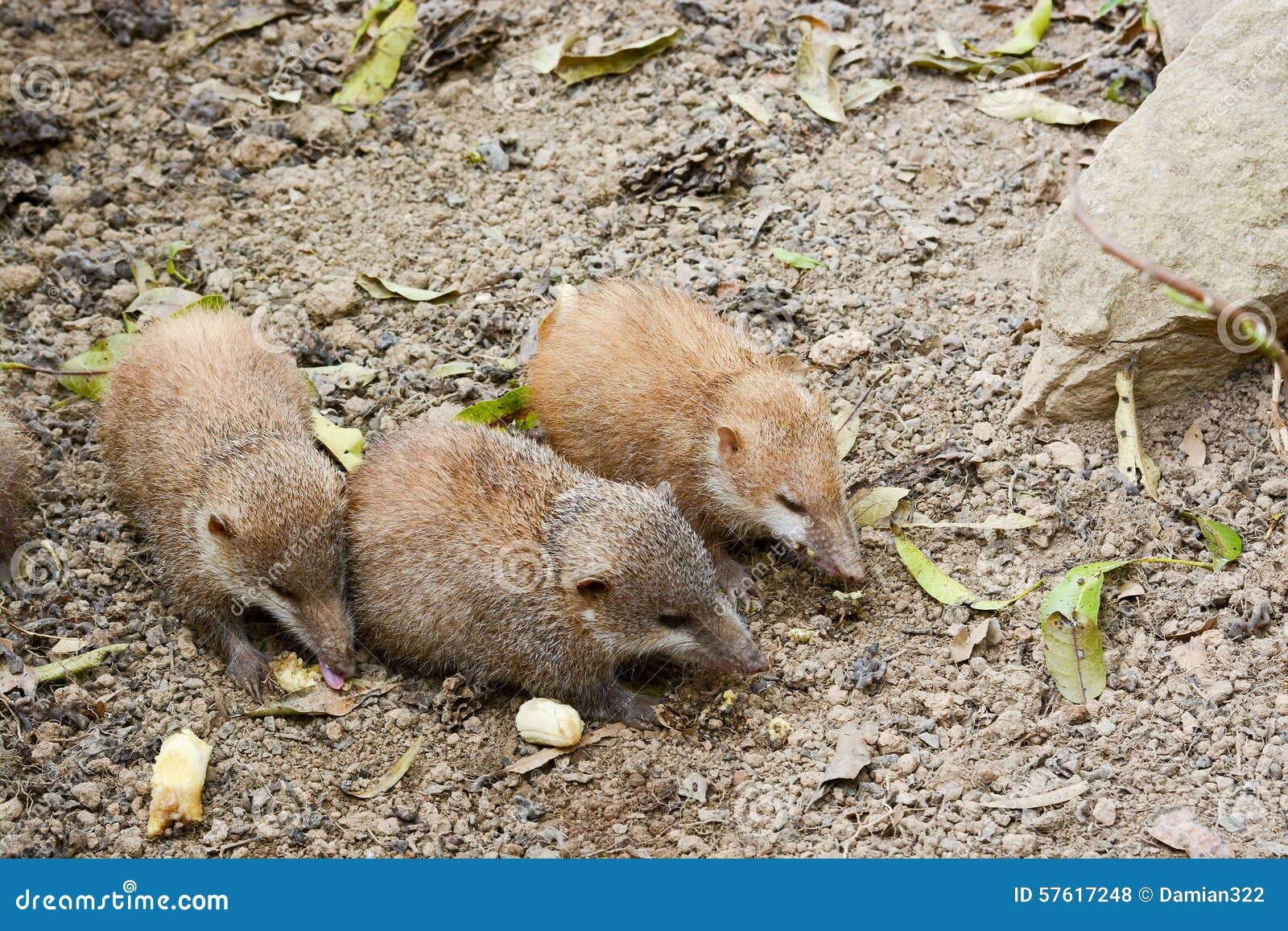 Lesser Hedgehog Tenrec Echinopstelfairi Arkivfoto - Bild av djurliv ...