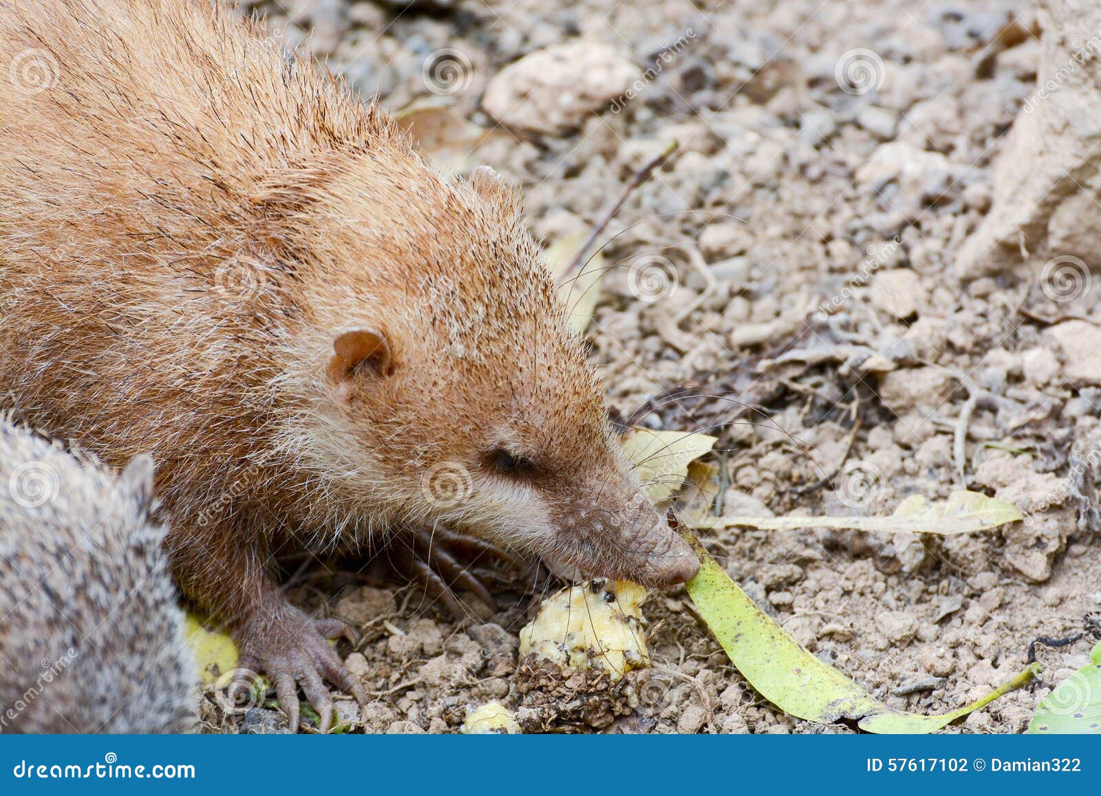 Lesser Hedgehog Tenrec, Telfairi Del Echinops Fotografia Stock ...