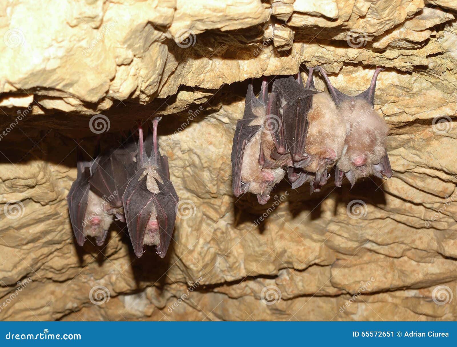 Lesser Horseshoe Bat (hipposideros De Rhinolophus) Imagen de archivo ...