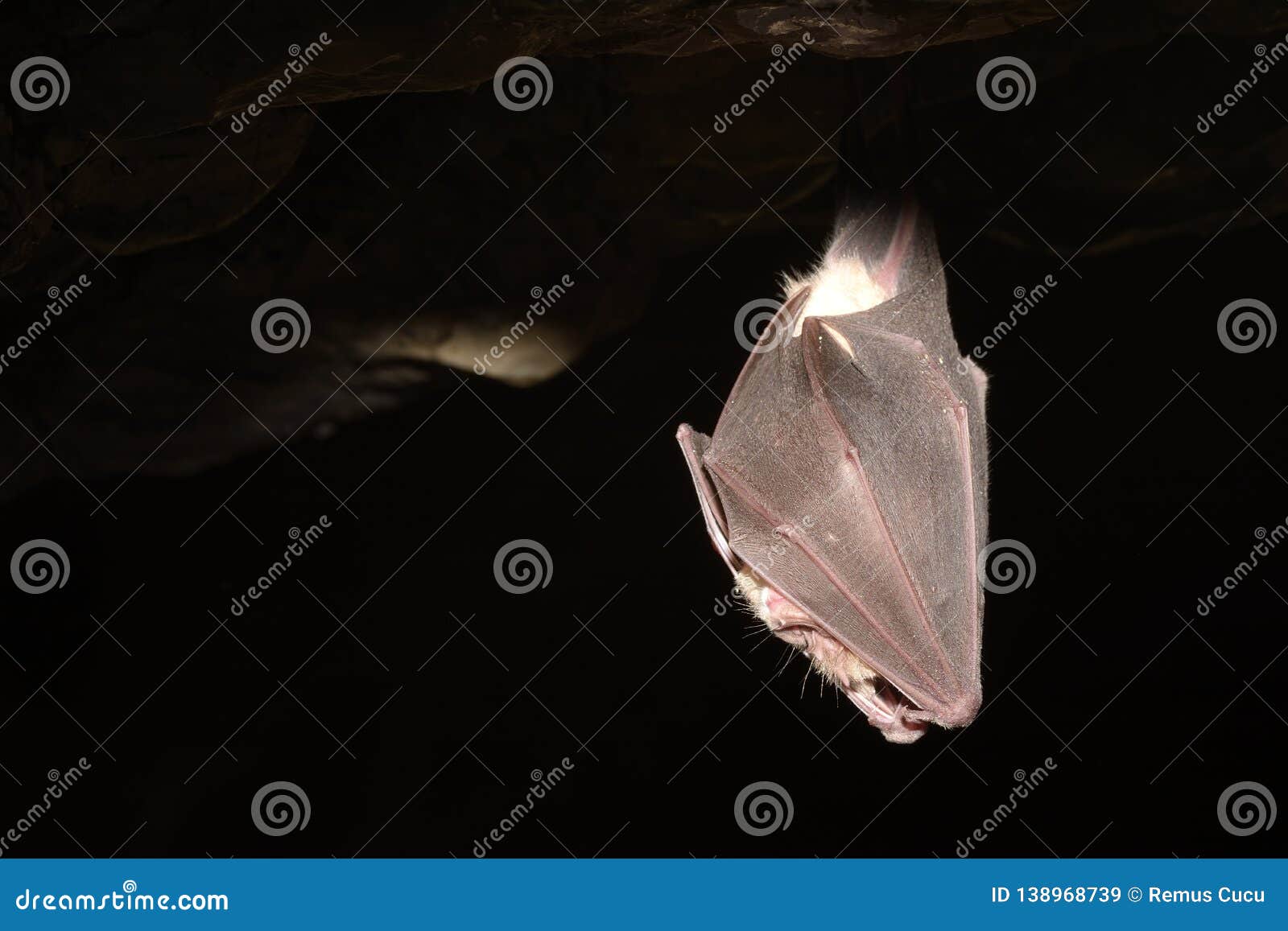 Lesser Horseshoe Bat Rhinolophus Hipposideros Stock Image - Image of ...