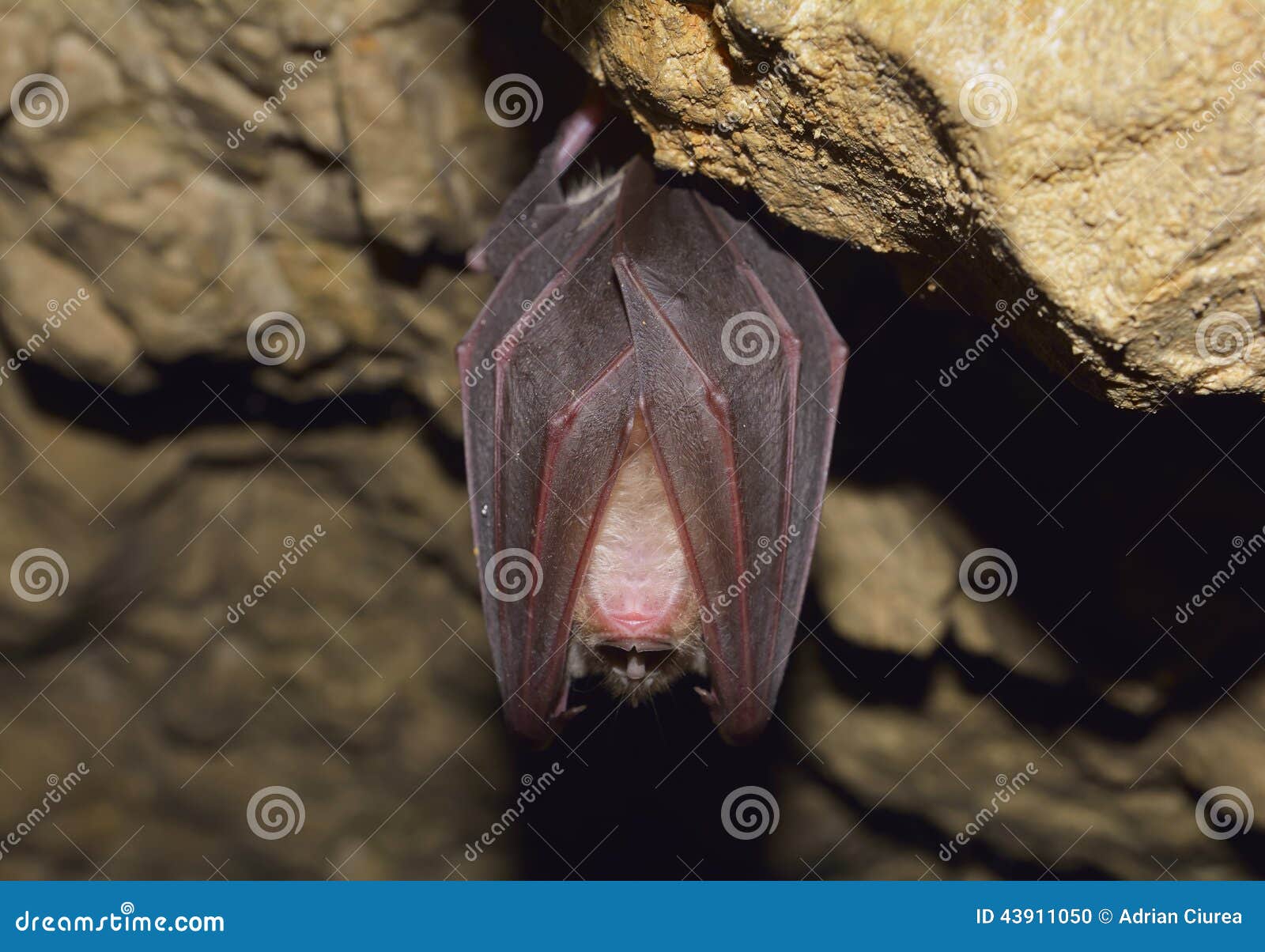 Lesser Horseshoe Bat (Rhinolophus Hipposideros) Stock Photo - Image of ...