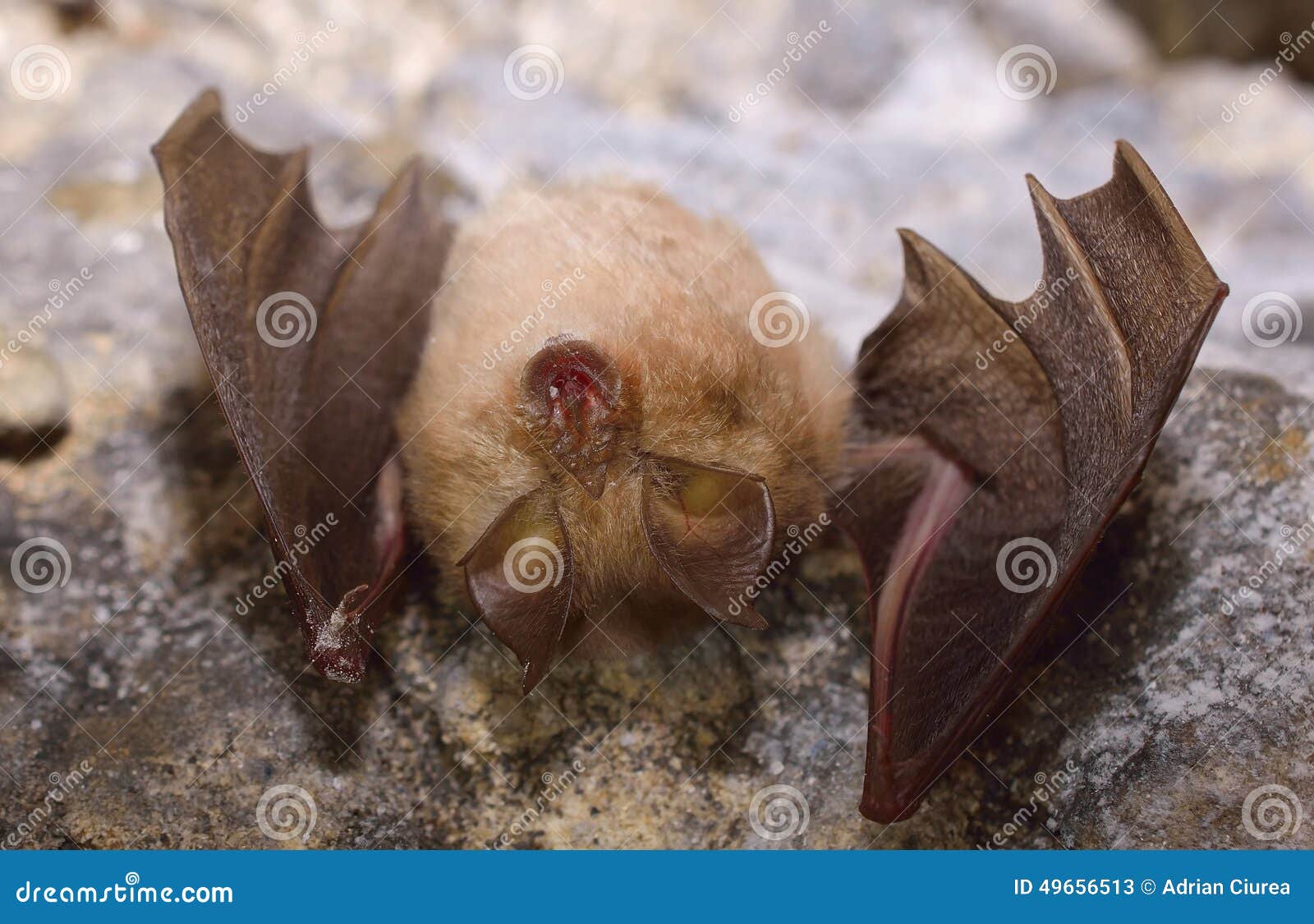 Lesser Horseshoe Bat (Rhinolophus Hipposideros) Stock Image - Image of ...