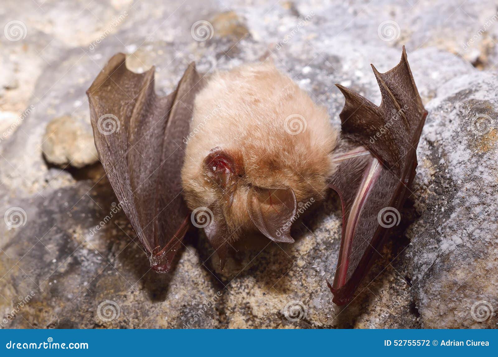 Lesser Horseshoe Bat (Rhinolophus Hipposideros) Royalty-Free Stock ...