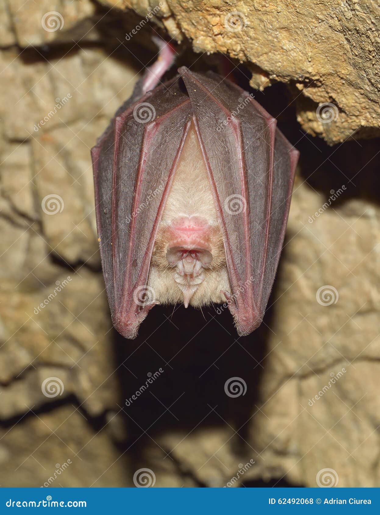Lesser Horseshoe Bat Rhinolophus Hipposideros Royalty-Free Stock Image ...