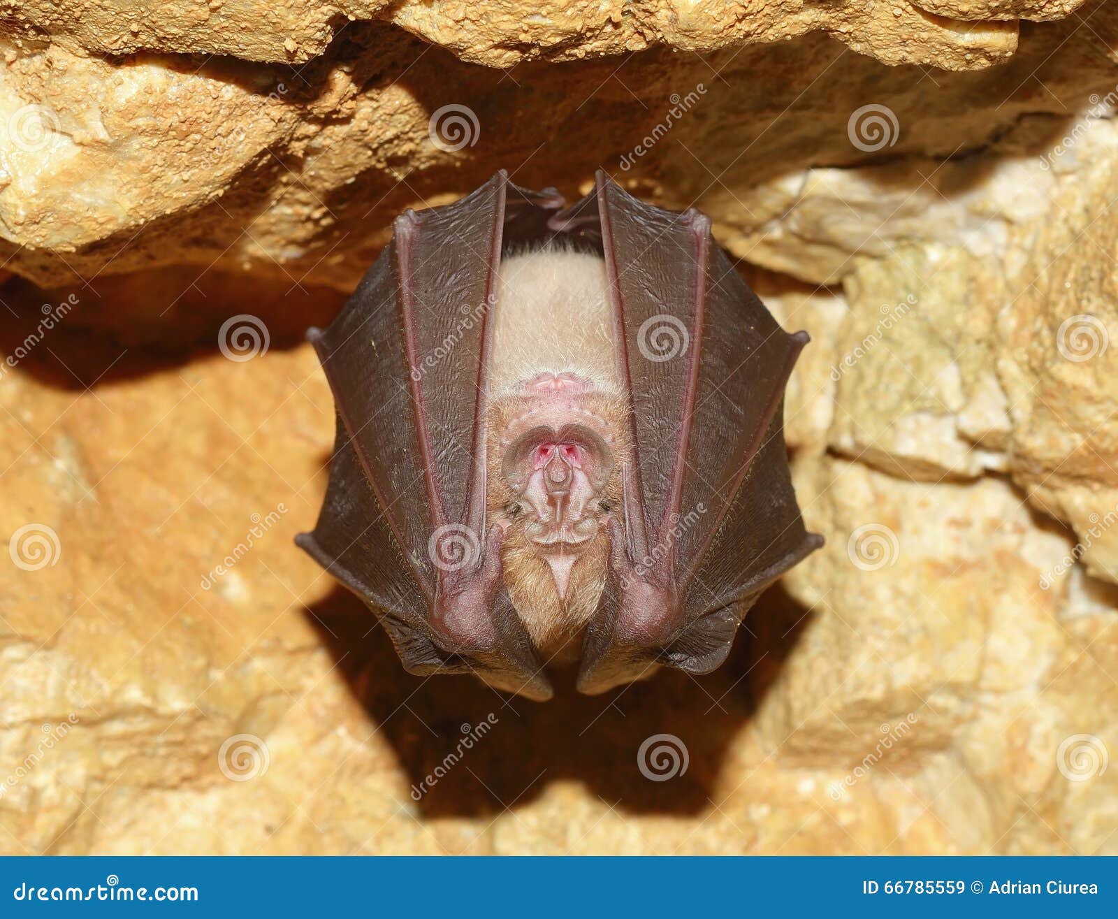 Lesser Horseshoe Bat (Rhinolophus Hipposideros) Stock Image - Image of ...