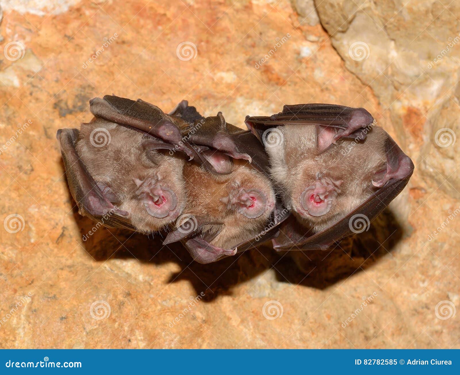 Lesser Horseshoe Bat Rhinolophus Hipposideros Stock Image - Image of ...