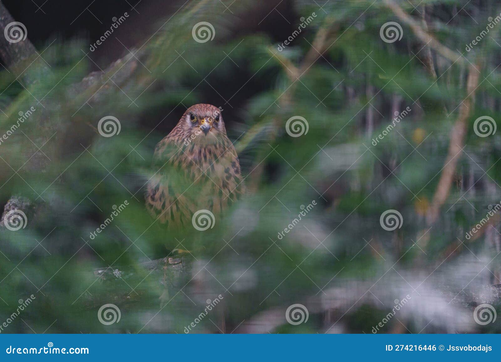 Lesser Kestrel stock photo. Image of isolated, hunting - 274216446