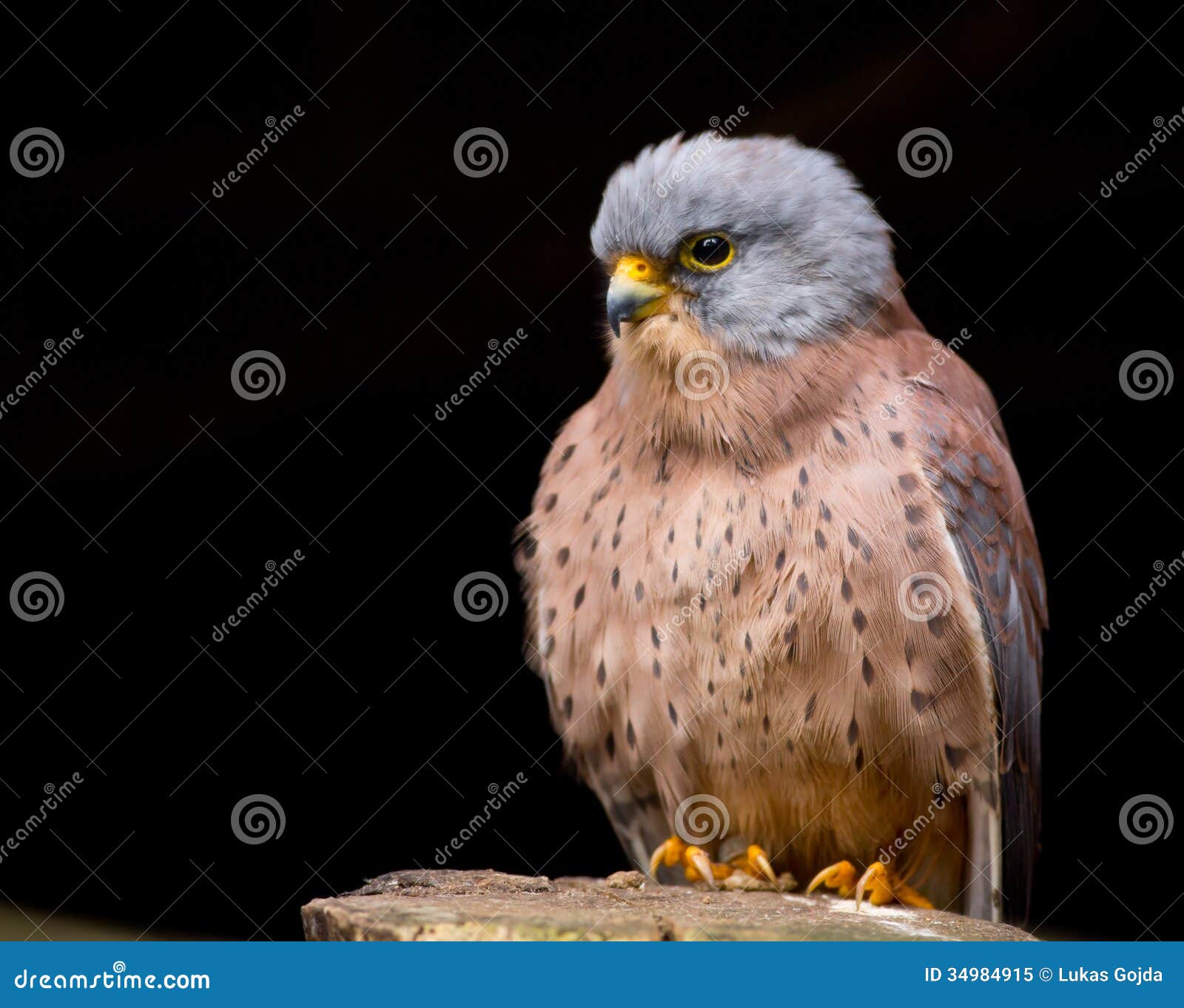 Lesser kestrel stock image. Image of raptor, wildlife - 34984915