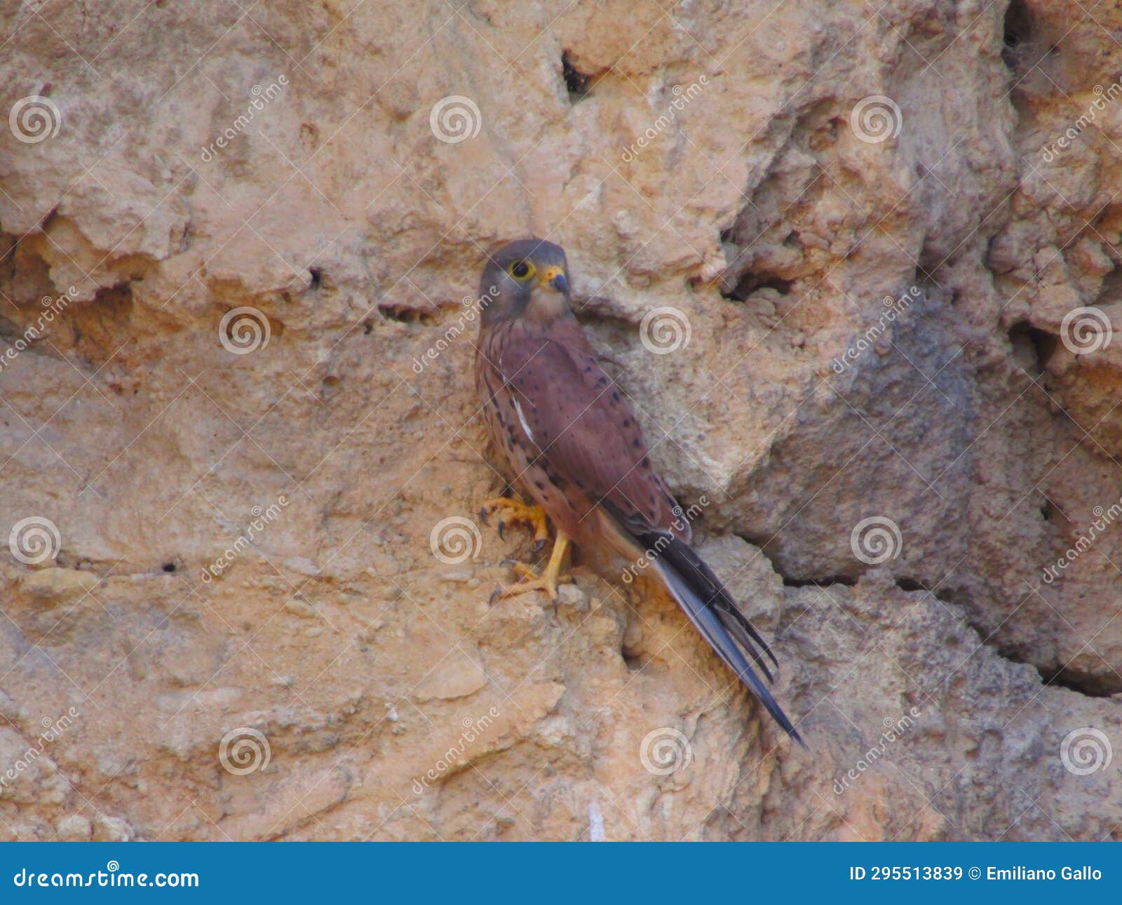 Lesser Kestrel, Falcon, Fez, Marocco Stock Image - Image of high, robin ...