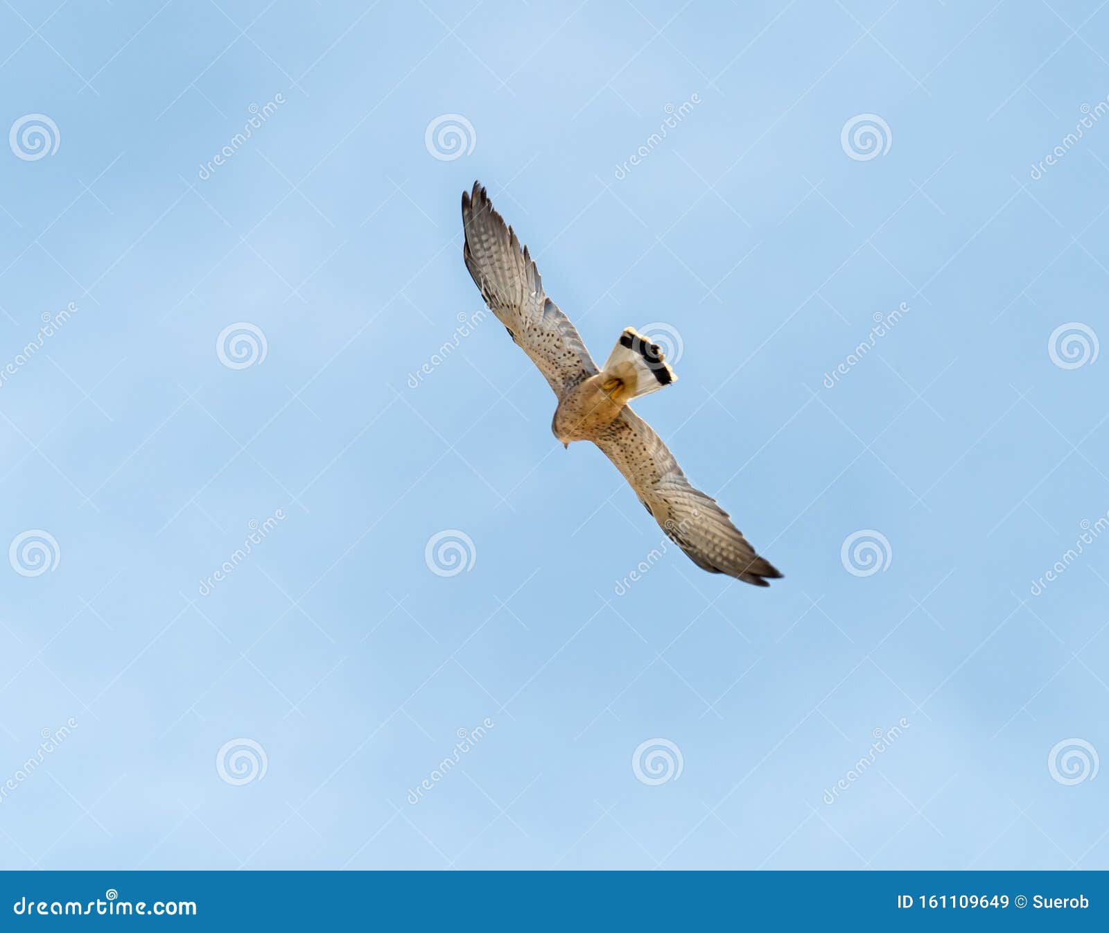 Lesser Kestrel in Flight in Tarifa in Spain Stock Image - Image of ...