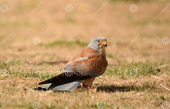 A lesser kestrel stock image. Image of bird, prairie - 352055011