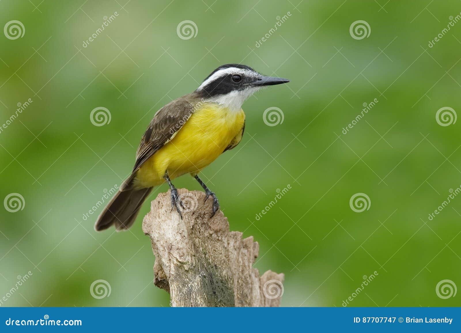 Lesser Kiskadee Perched on a Stump - Gamboa, Panama Stock Image - Image ...