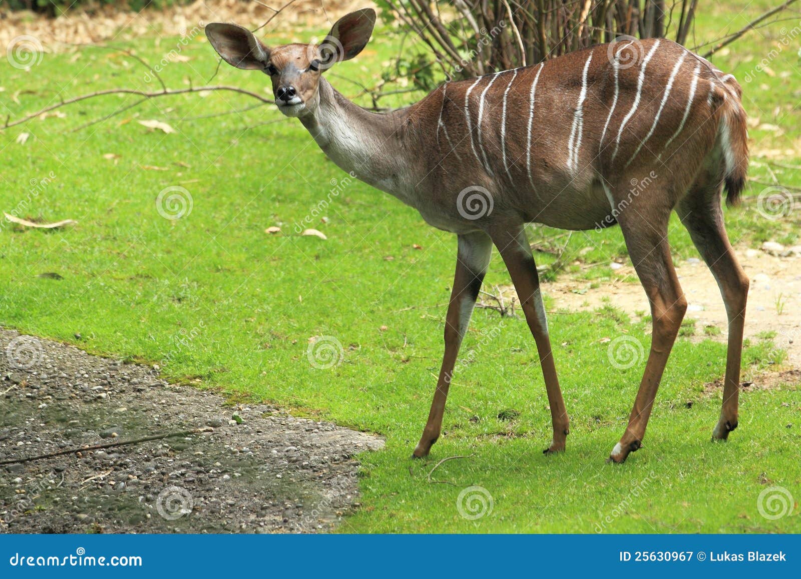 Lesser kudu stock image. Image of antelope, grass, nature - 25630967