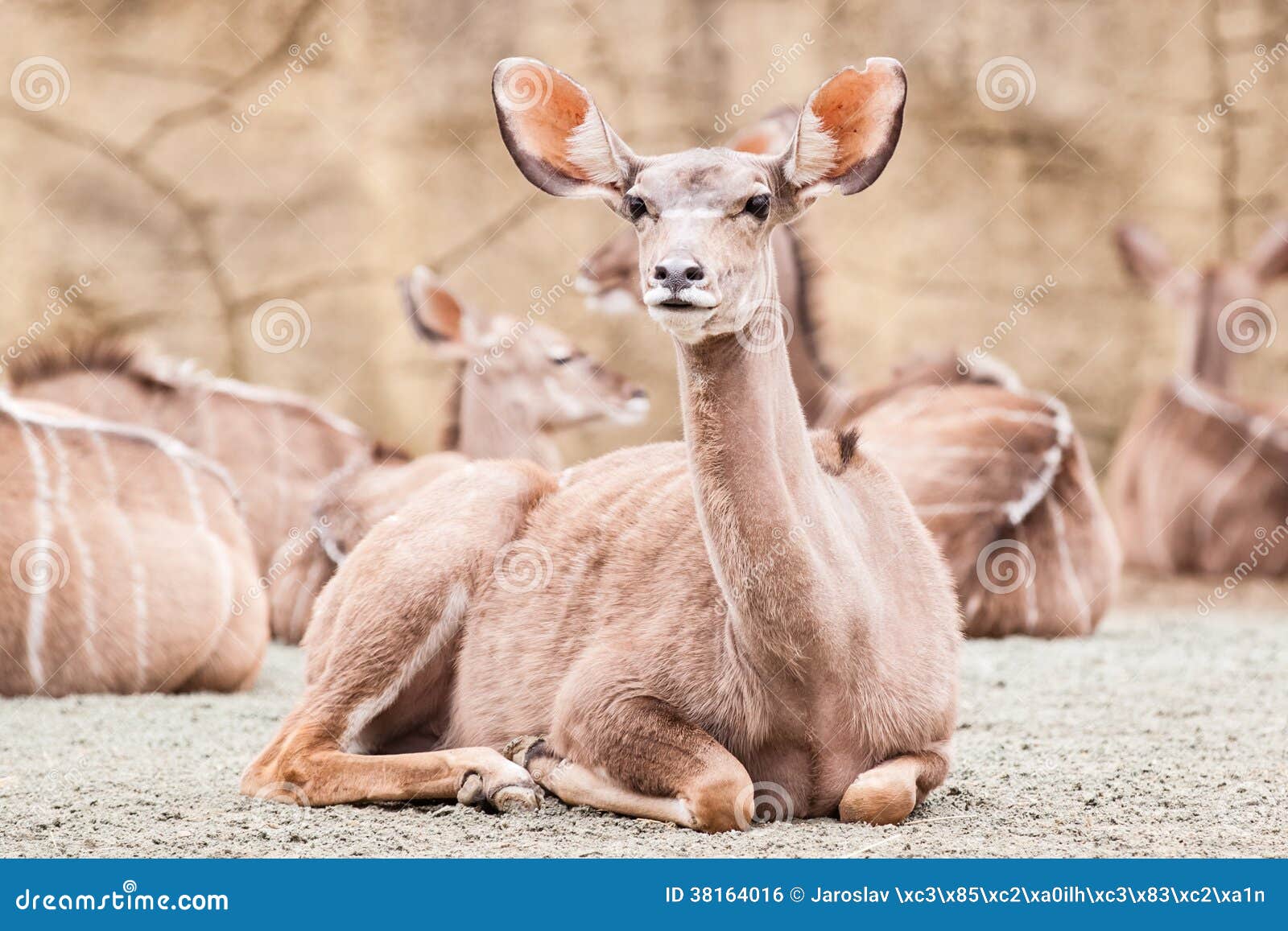 Lesser kudu stock photo. Image of safari, outdoor, antelope - 38164016