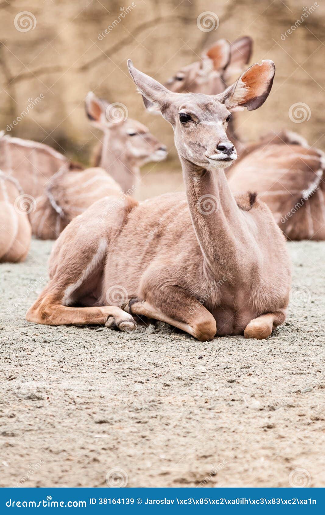 Lesser kudu stock image. Image of greater, nature, portrait - 38164139