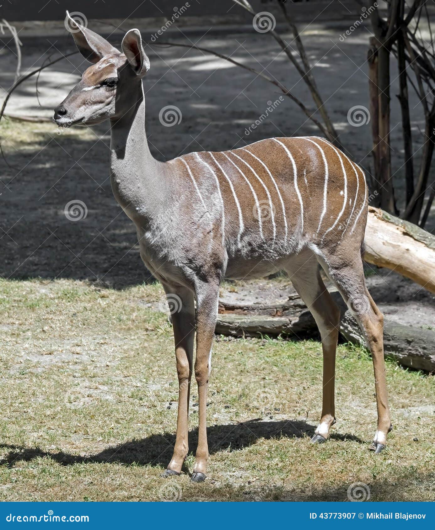 Lesser kudu 6 stock image. Image of hoof, mammal, pool - 43773907