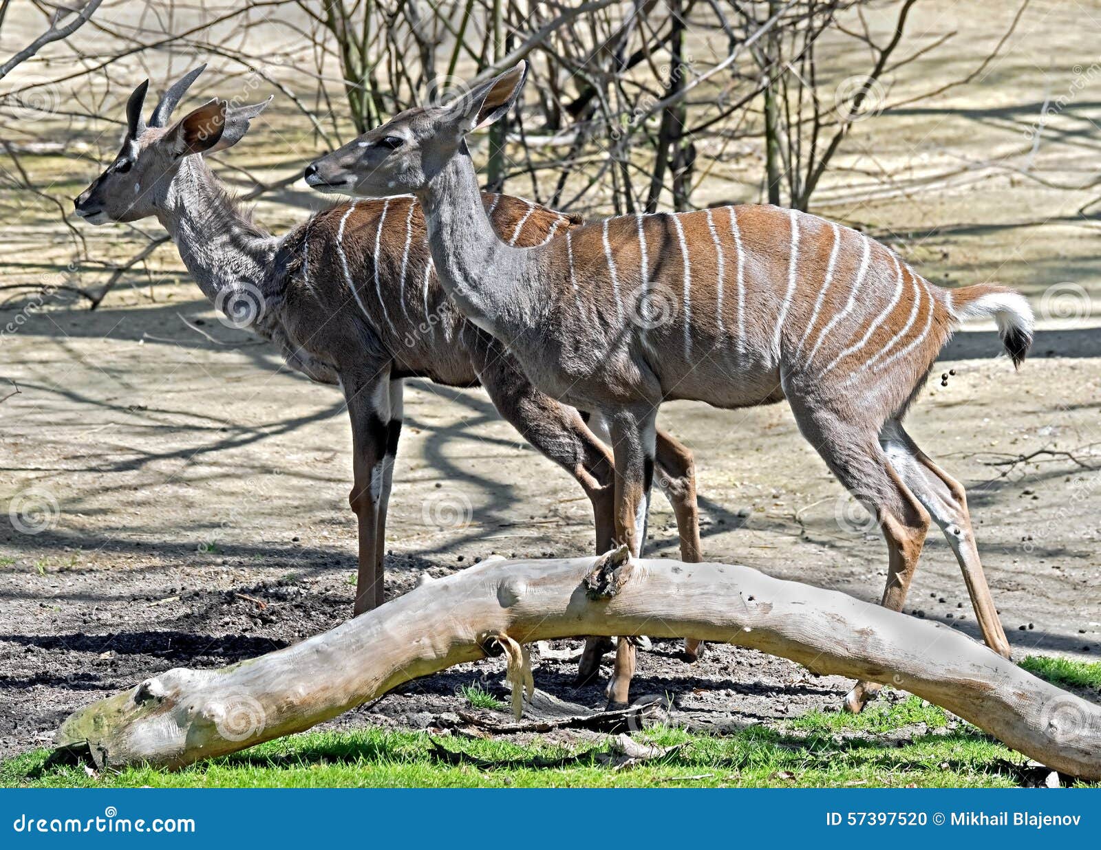 Lesser kudu 8 stock photo. Image of vegetarian, species - 57397520