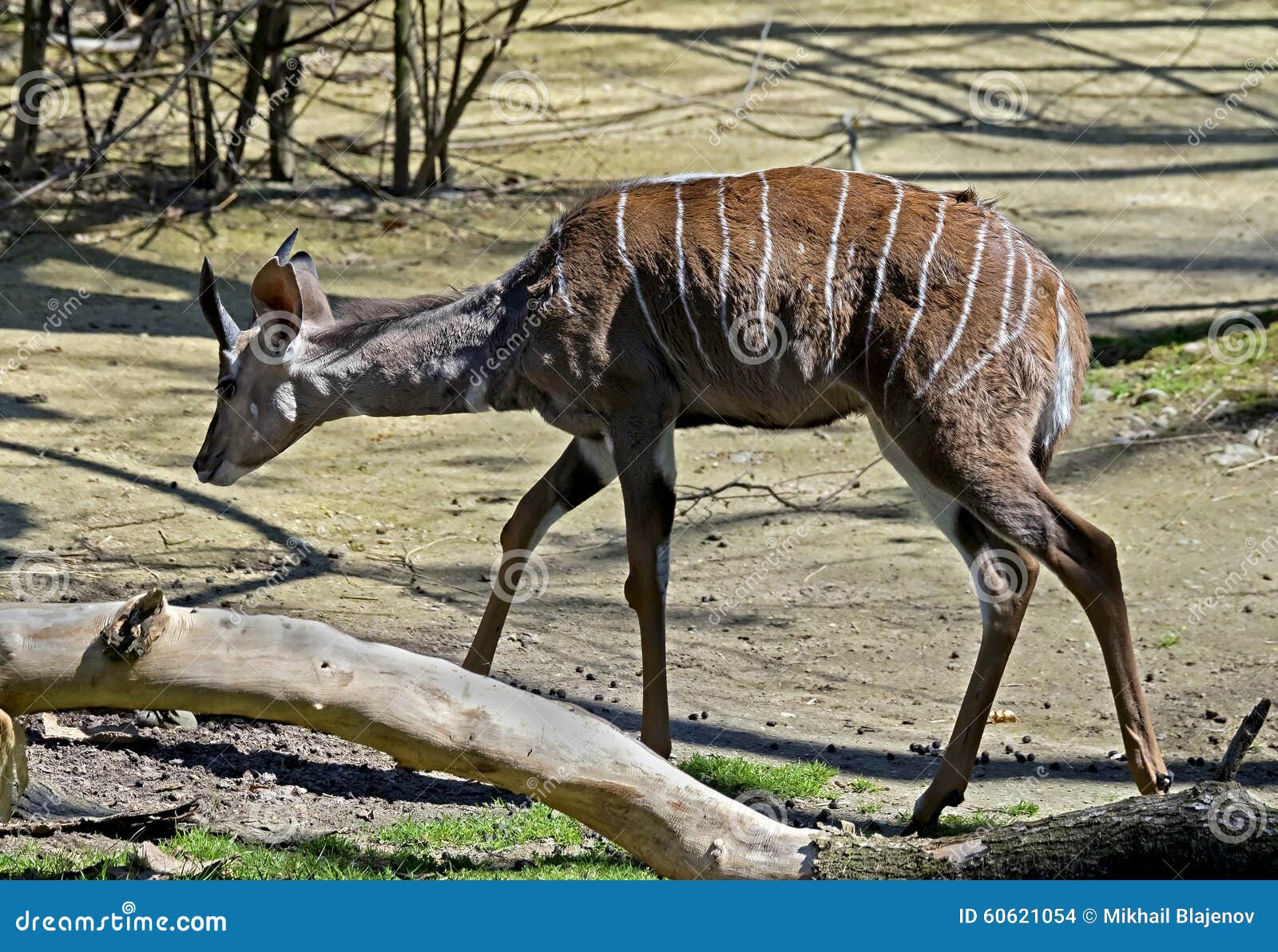Lesser kudu 9 stock photo. Image of hoof, lesser, zoology - 60621054