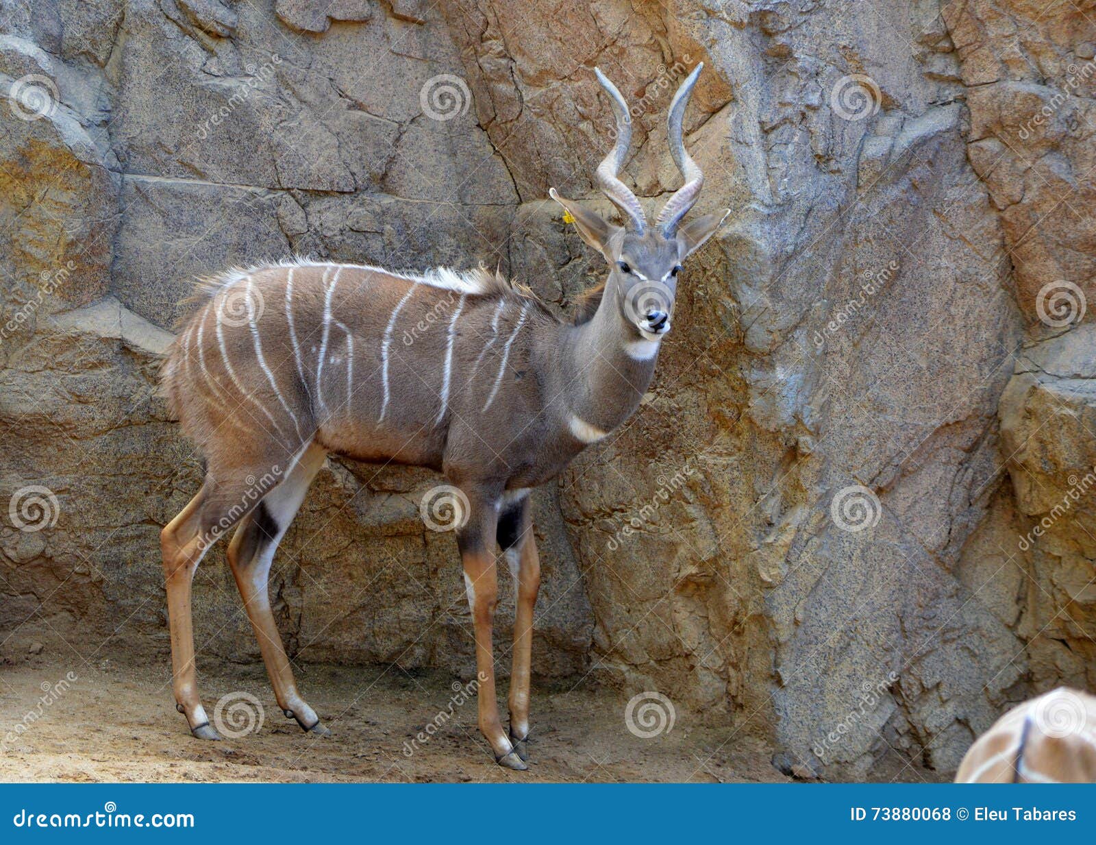 Lesser Kudu stock photo. Image of mammal, vacation, wild - 73880068