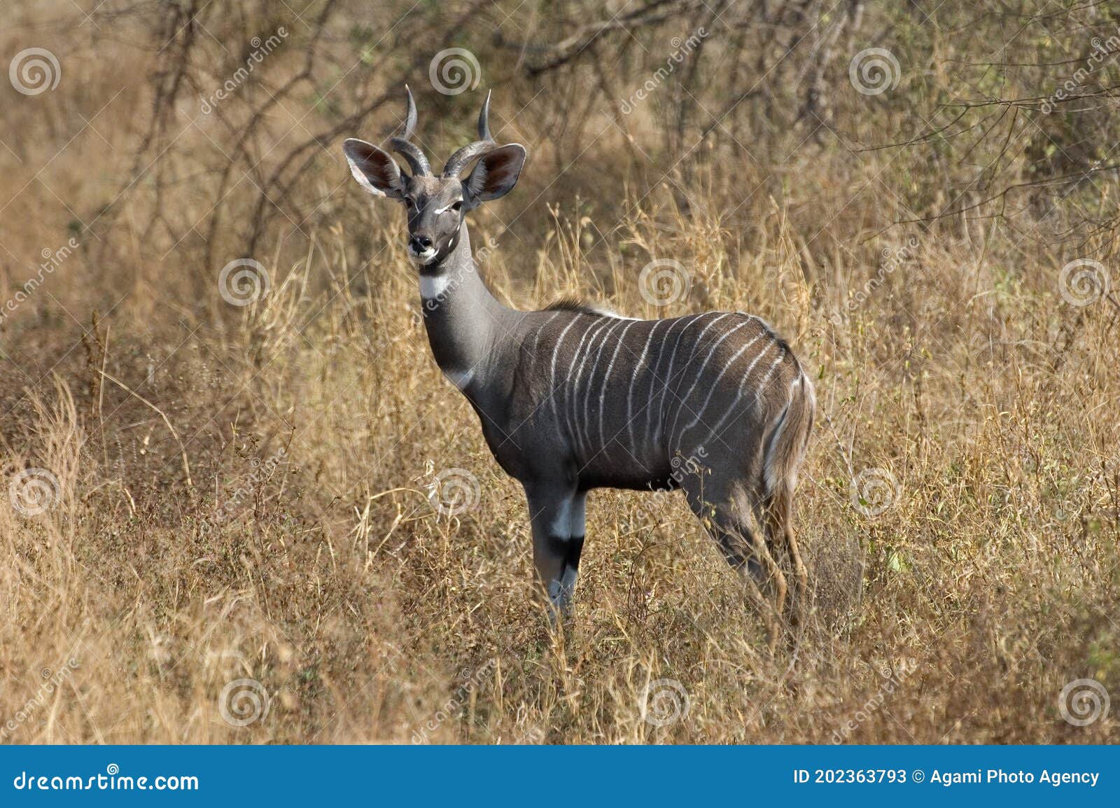 Lesser Kudu, Kleine Koedoe, Tragelaphus Imberbis Stock Image - Image of ...