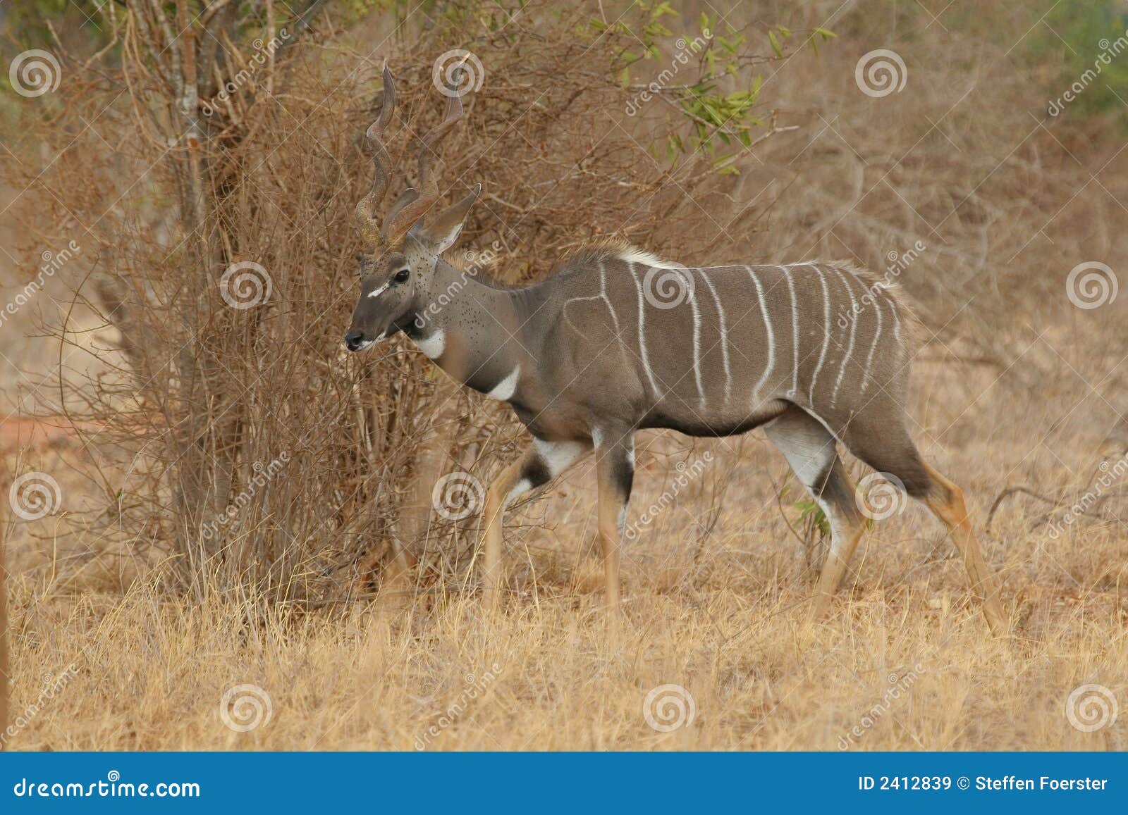 Lesser Kudu, Tragelaphus stock image. Image of antelope - 2412839