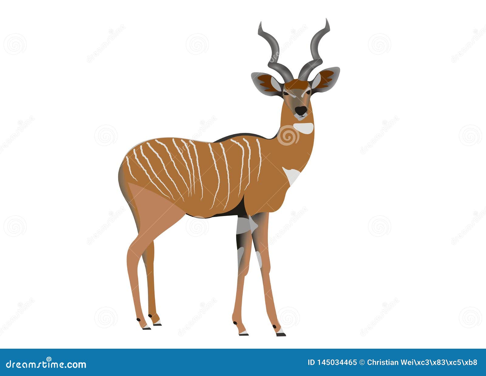 Lesser Kudu, Tragelaphus Imberbis Stock Vector - Illustration of ...
