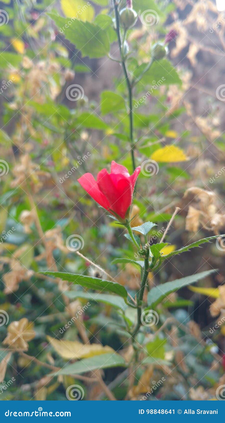 Lesser Mallow stock image. Image of india, leaves, closeup - 98848641