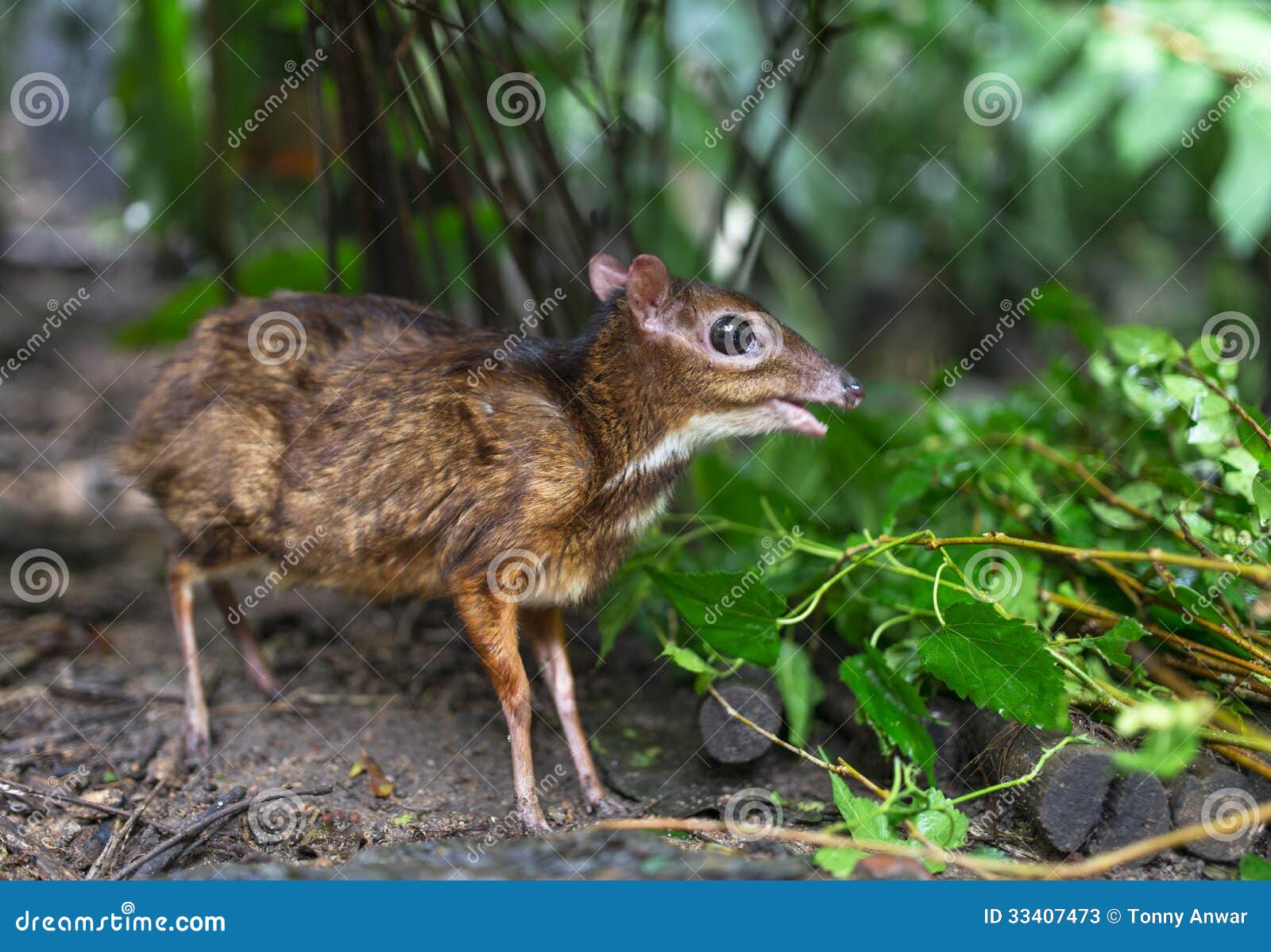 Lesser Mouse Deer image stock. Image du zoologique, animal - 33407473