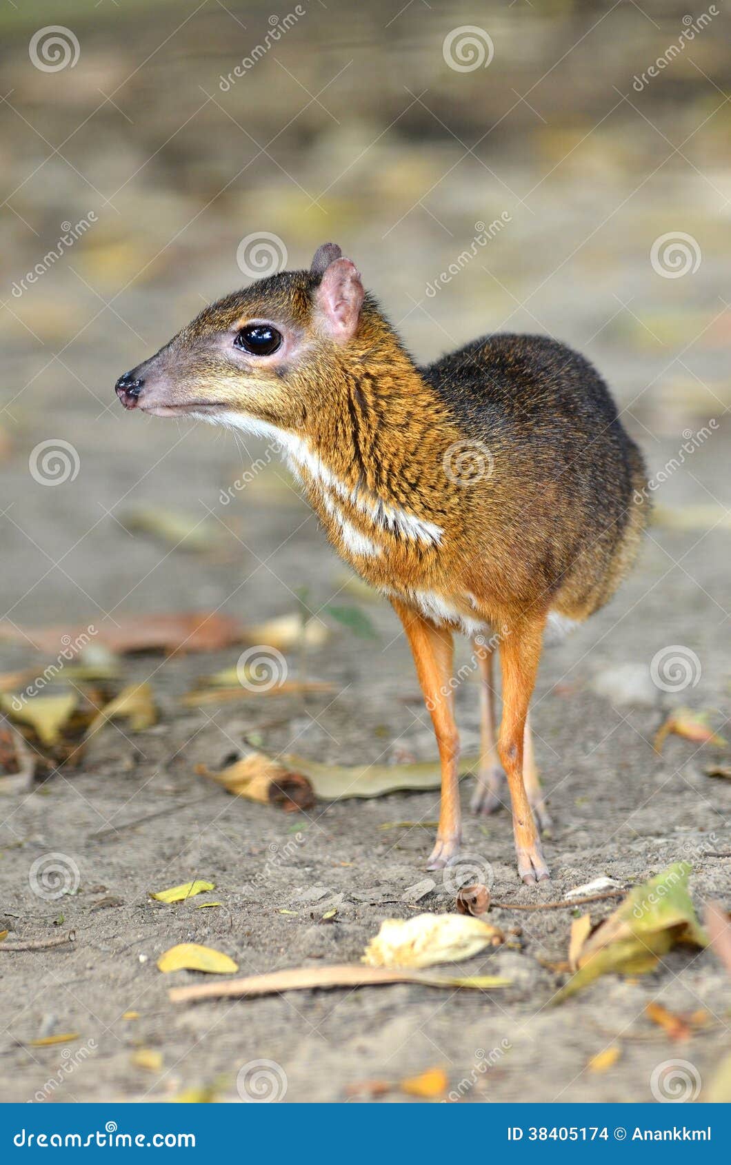 Mouse Deer(Tragulus Javanicus) In Bird Paradise Wildlife Park, Malaysia ...