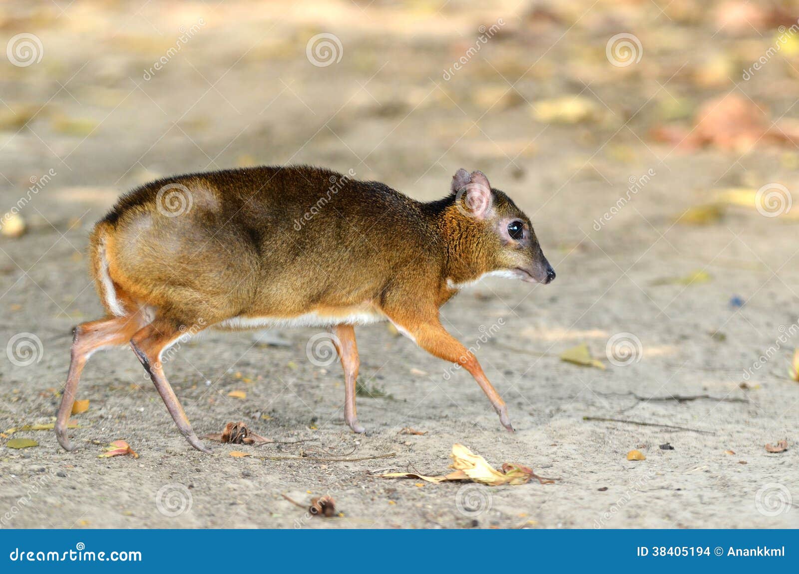 Lesser mouse deer stock photo. Image of mammal, mouse - 38405194