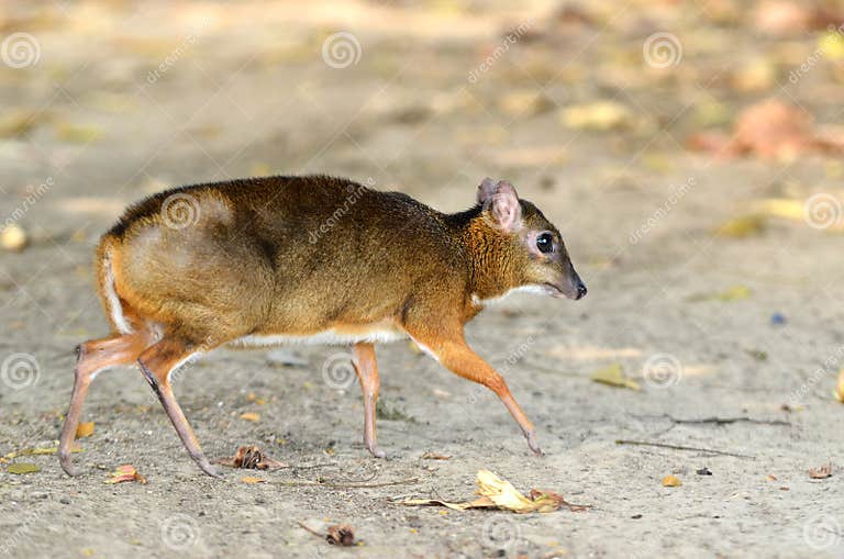Lesser mouse deer stock photo. Image of mammal, mouse - 38405194