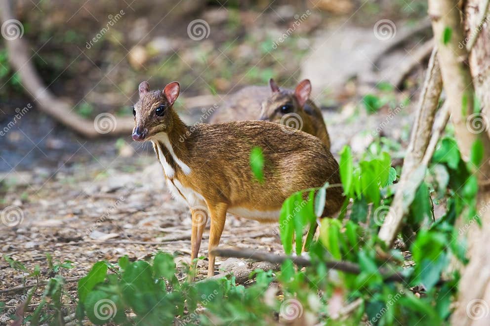 Lesser Mouse Deer stock image. Image of lake, animals - 30597405