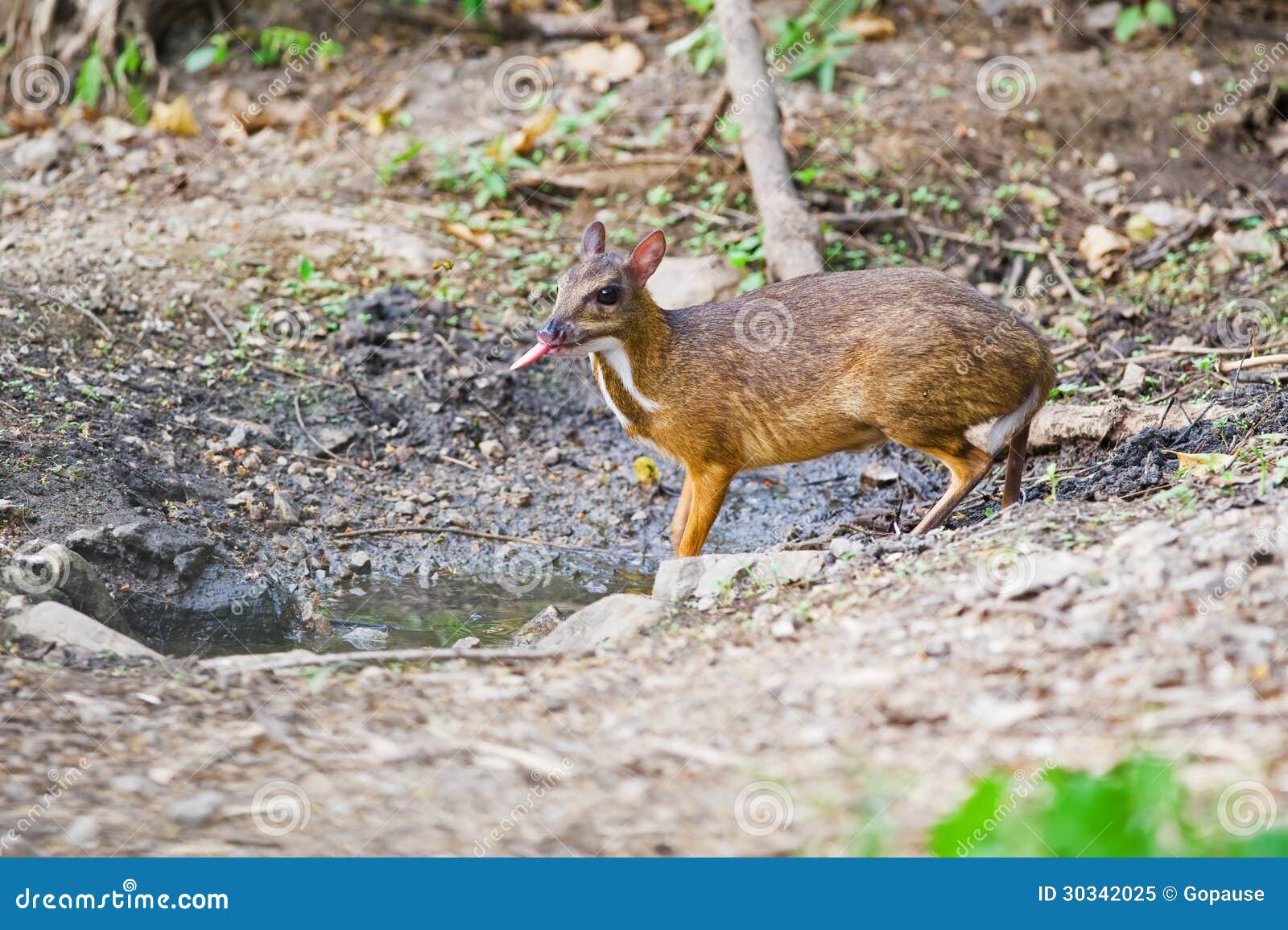 Lesser Mouse Deer stock image. Image of national, mammal - 30342025