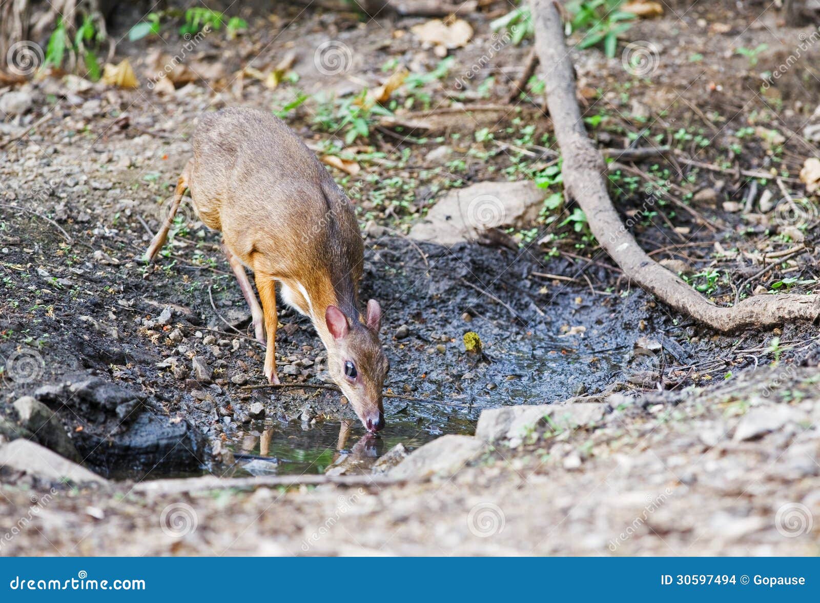 Lesser Mouse Deer stock photo. Image of antler, grass - 30597494