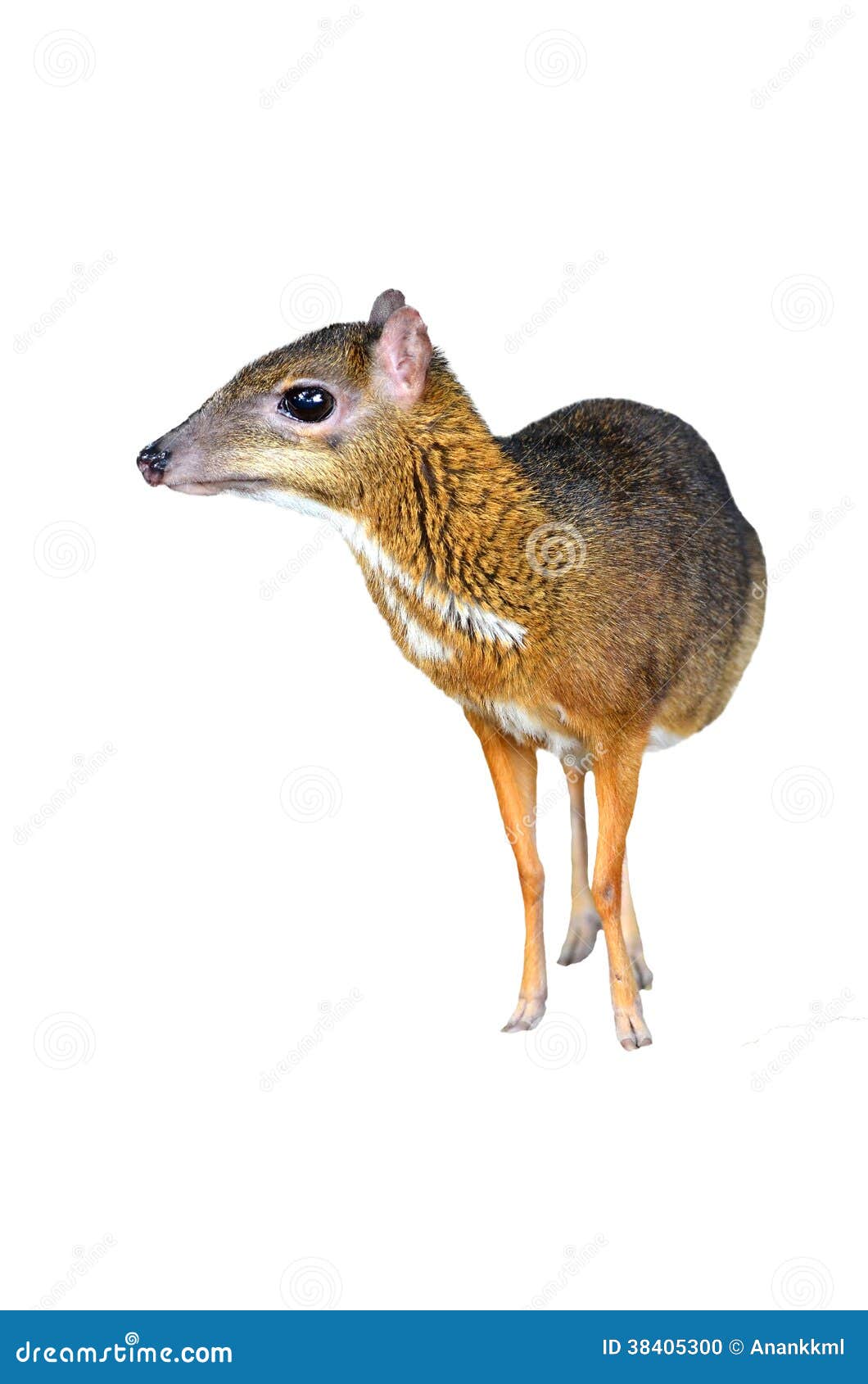The Mouse Deer Drinking Water In Small Pond Stock Image | CartoonDealer ...