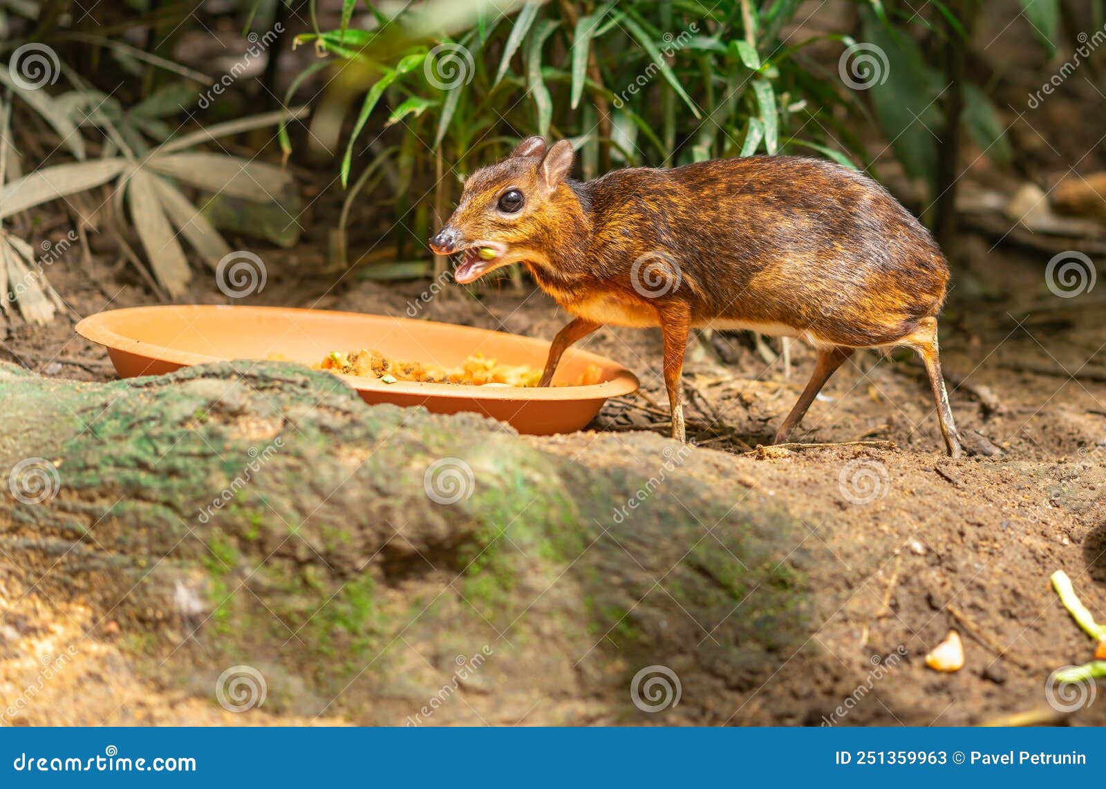 Tragulus kanchil stock image. Image of brown, forest - 251359963