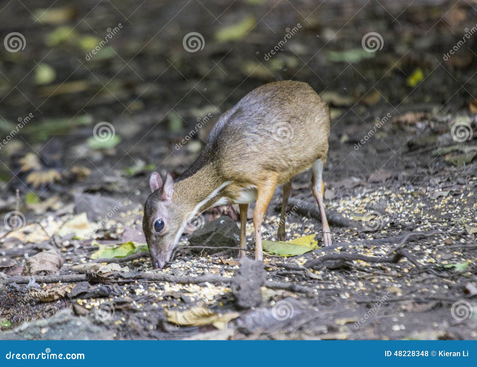 Lesser Mouse Deer stock photo. Image of mammal, antler - 48228348