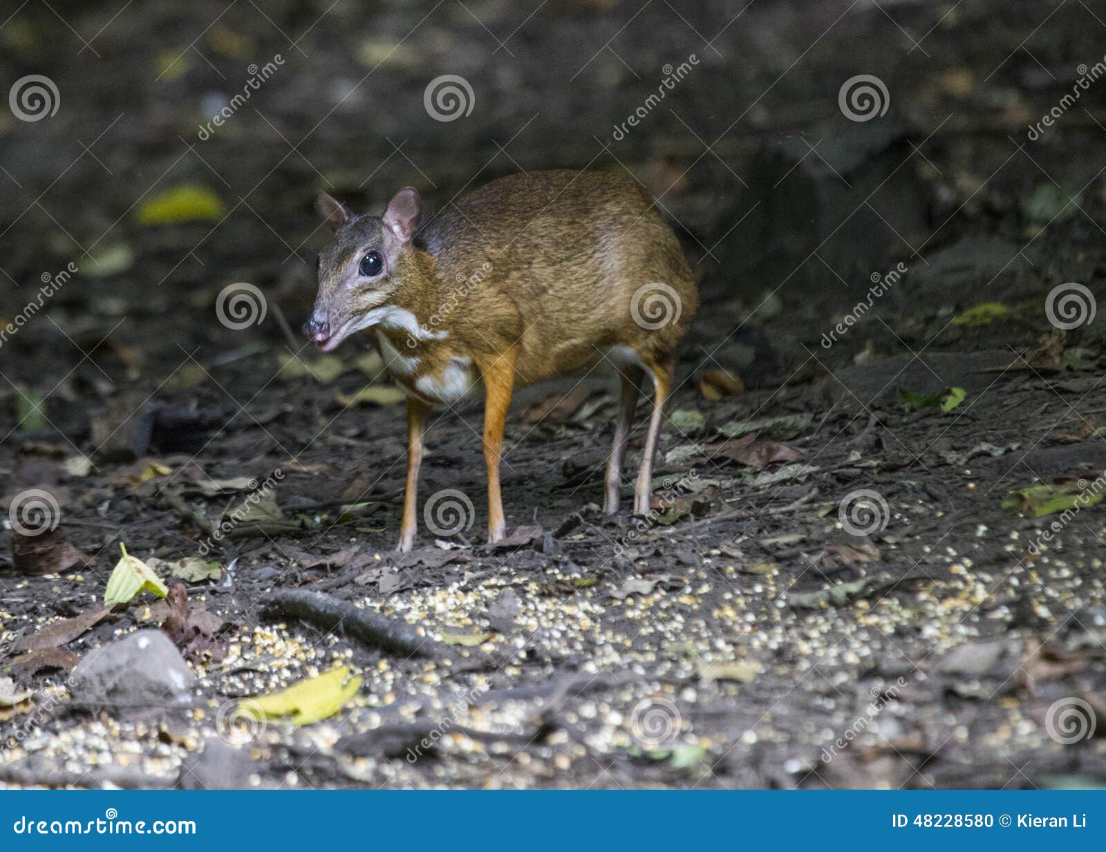 Lesser Mouse Deer stock photo. Image of mammal, newborn - 48228580
