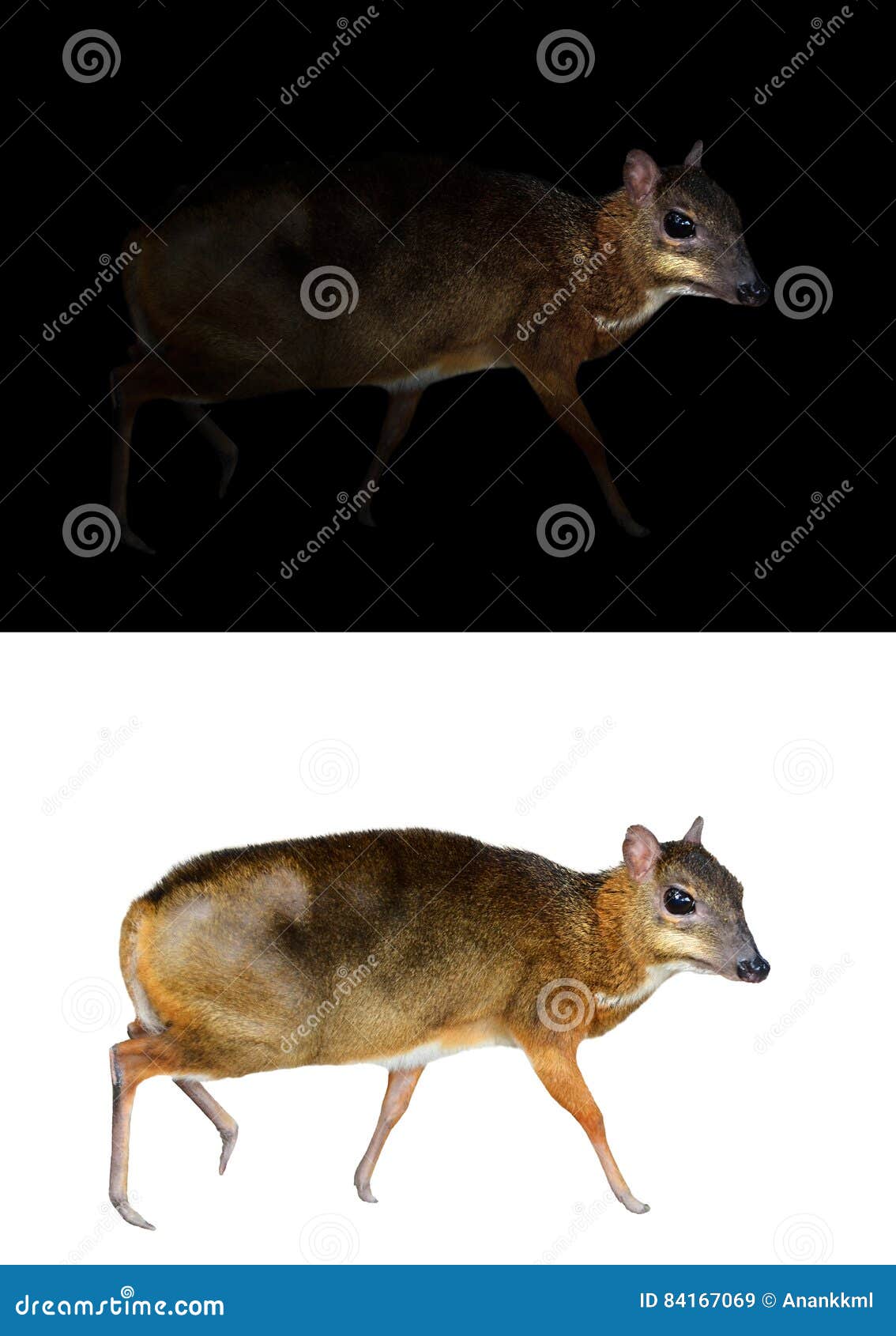 Lesser Mouse Deer Standing in the Dark and White Background Stock Image ...