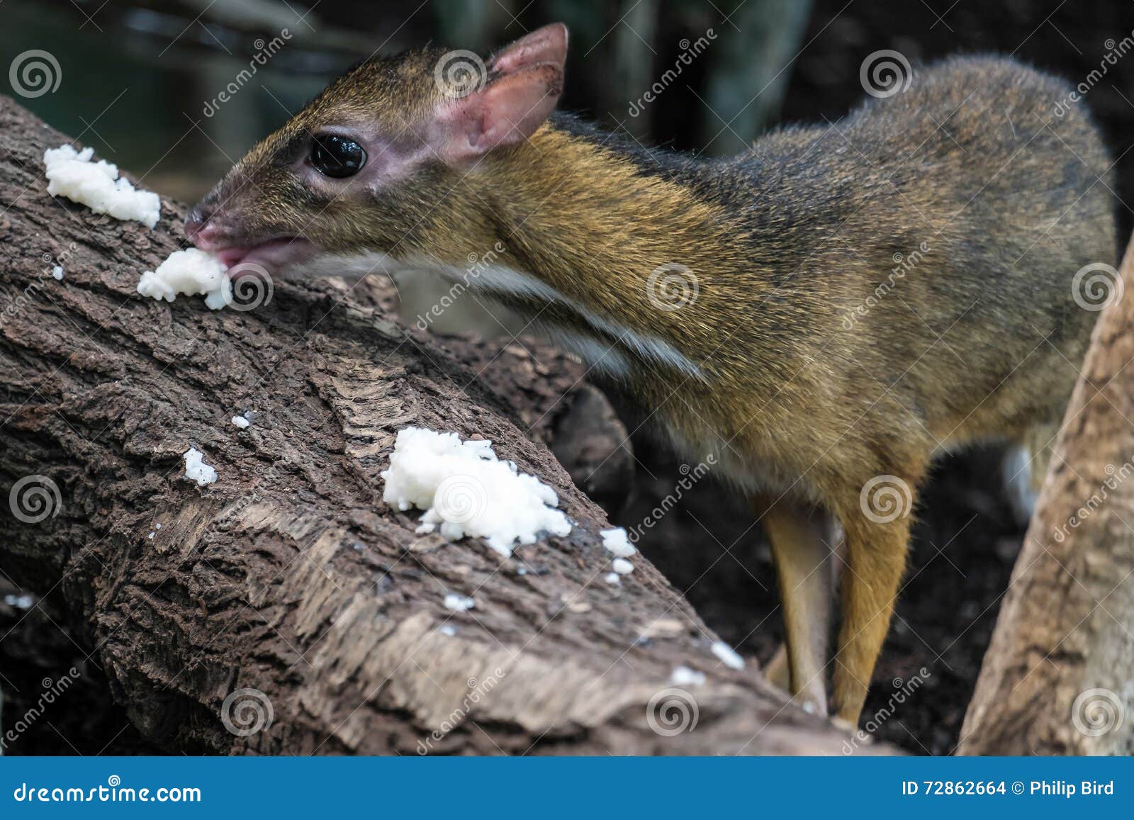 Lesser Mouse-Deer (Tragulus Kanchil) Stock Photo - Image of tragulus ...