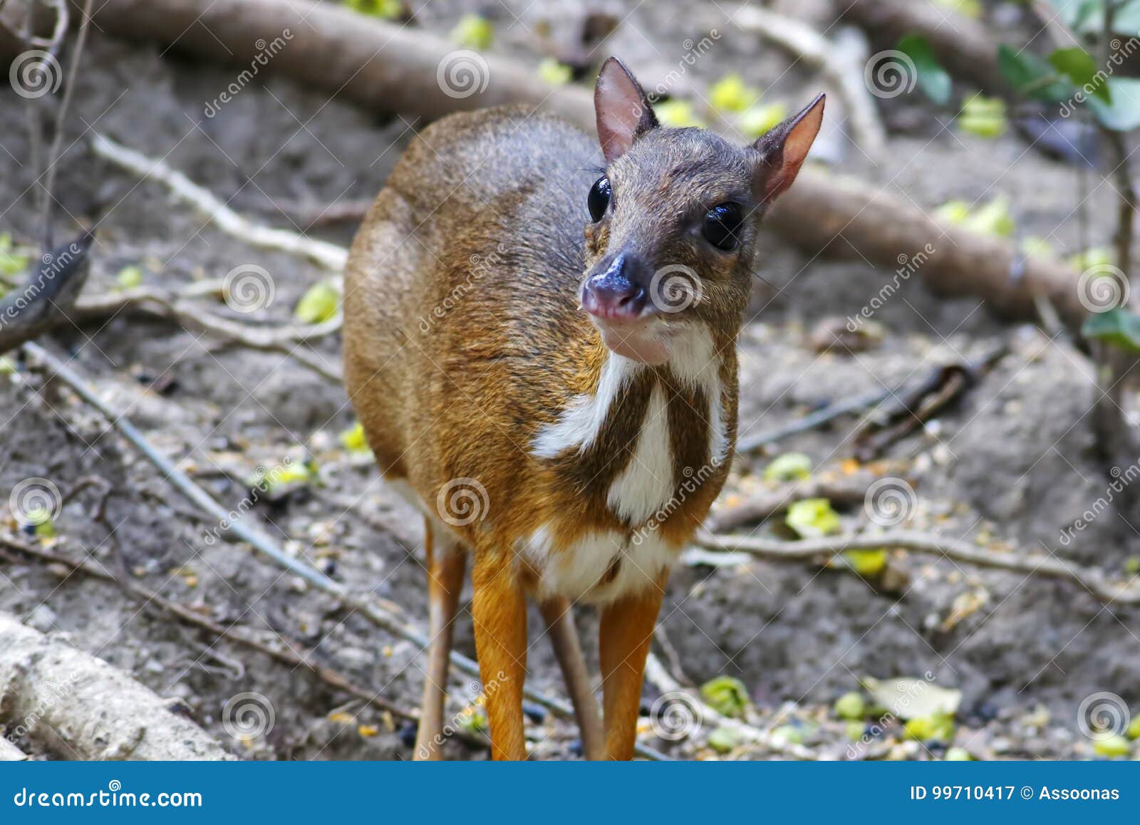 Lesser Mousedeer, Or Mouse-deer, Tragulus Kanchil Standing In Bushes ...