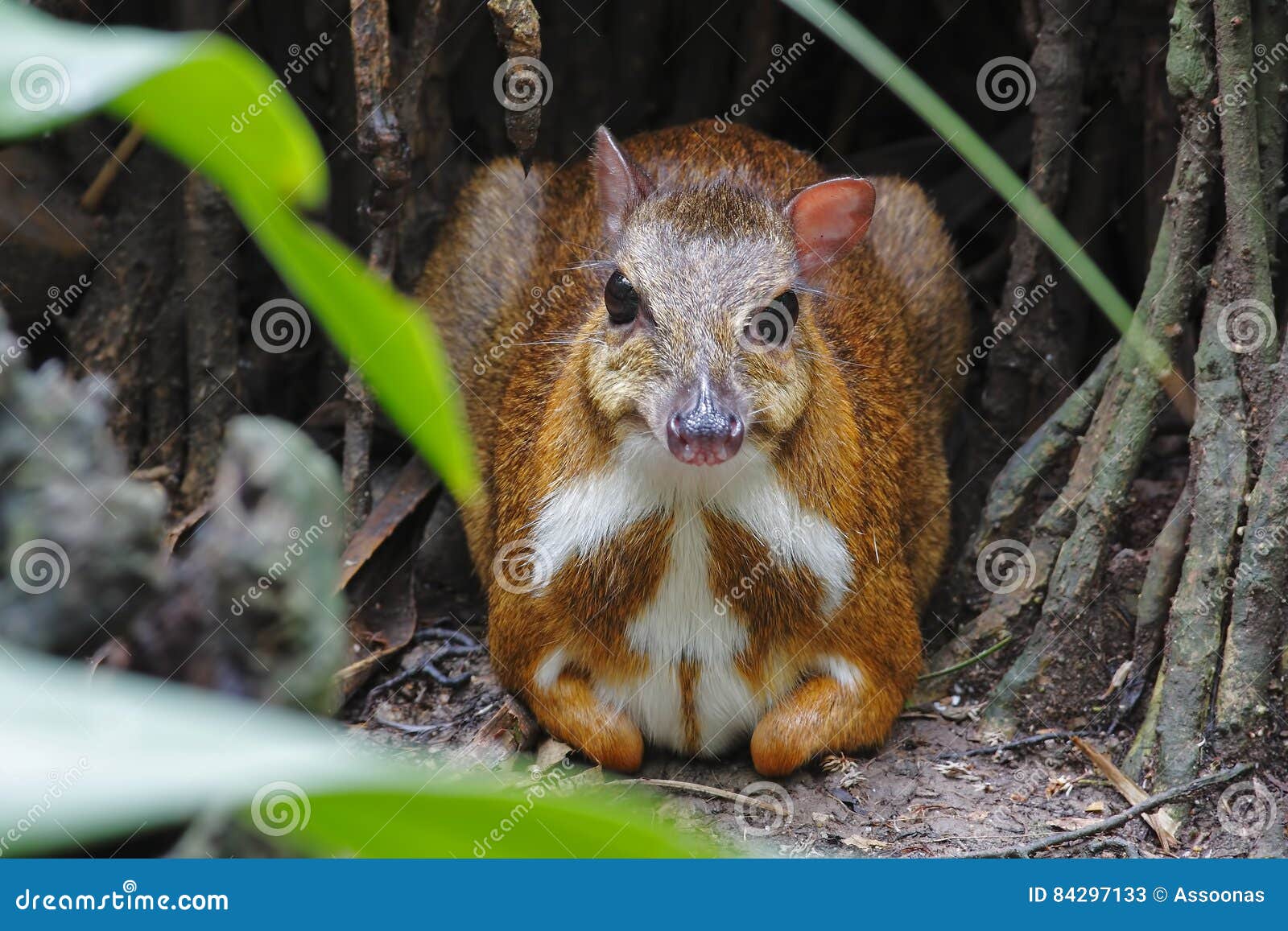 Lesser Mousedeer, Or Mouse-deer, Tragulus Kanchil Standing In Bushes ...