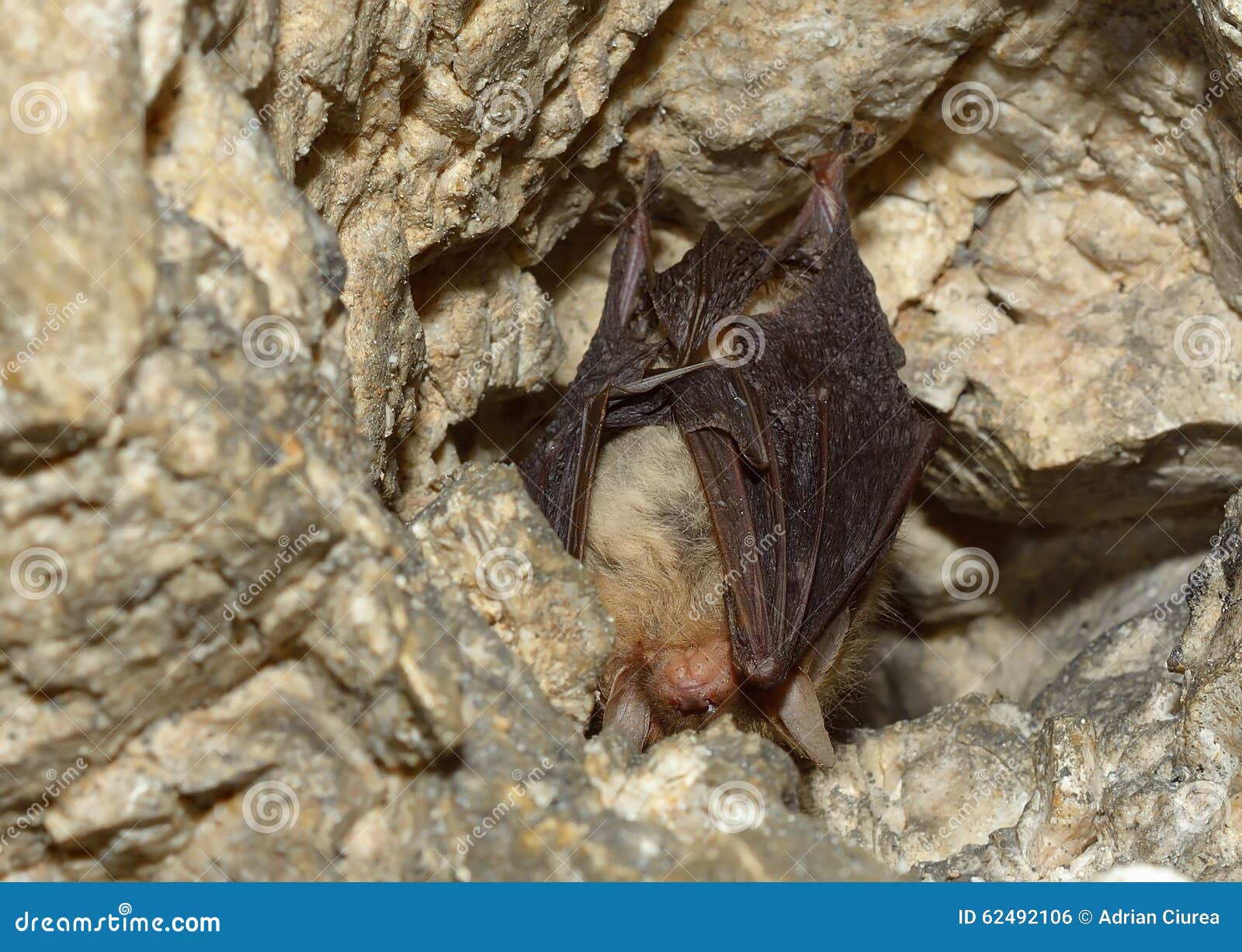 Lesser Mouse-eared Bat (Myotis Blythii) Stock Photo - Image of cave ...