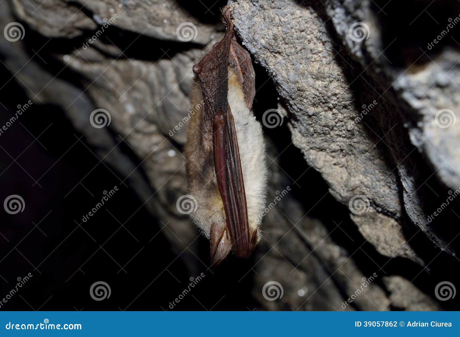 Lesser Mouse-eared Bat (Myotis Blythii) Stock Photo - Image of detail ...