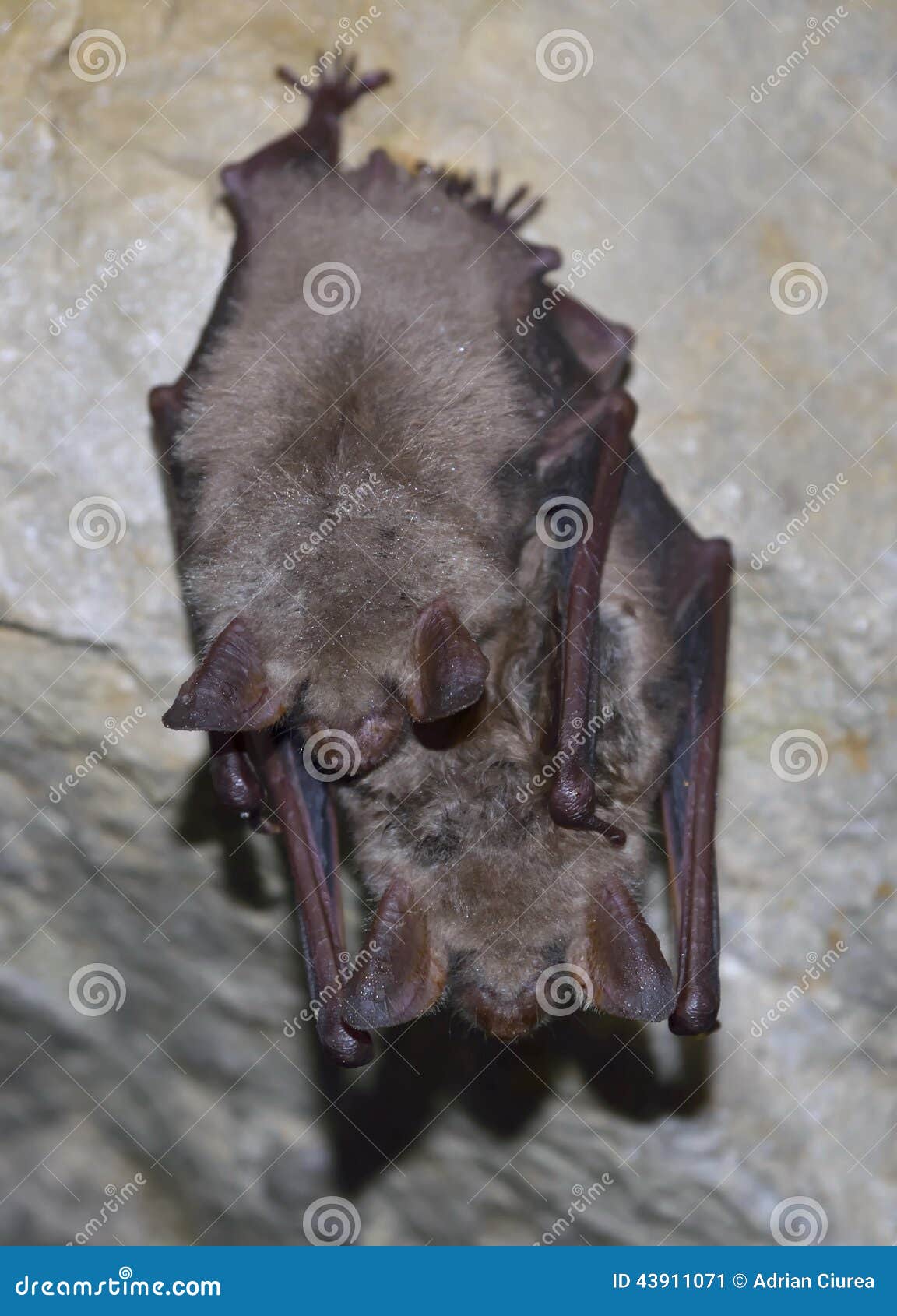 Lesser Mouse-eared Bat (Myotis Myotis) Stock Image - Image of detail ...