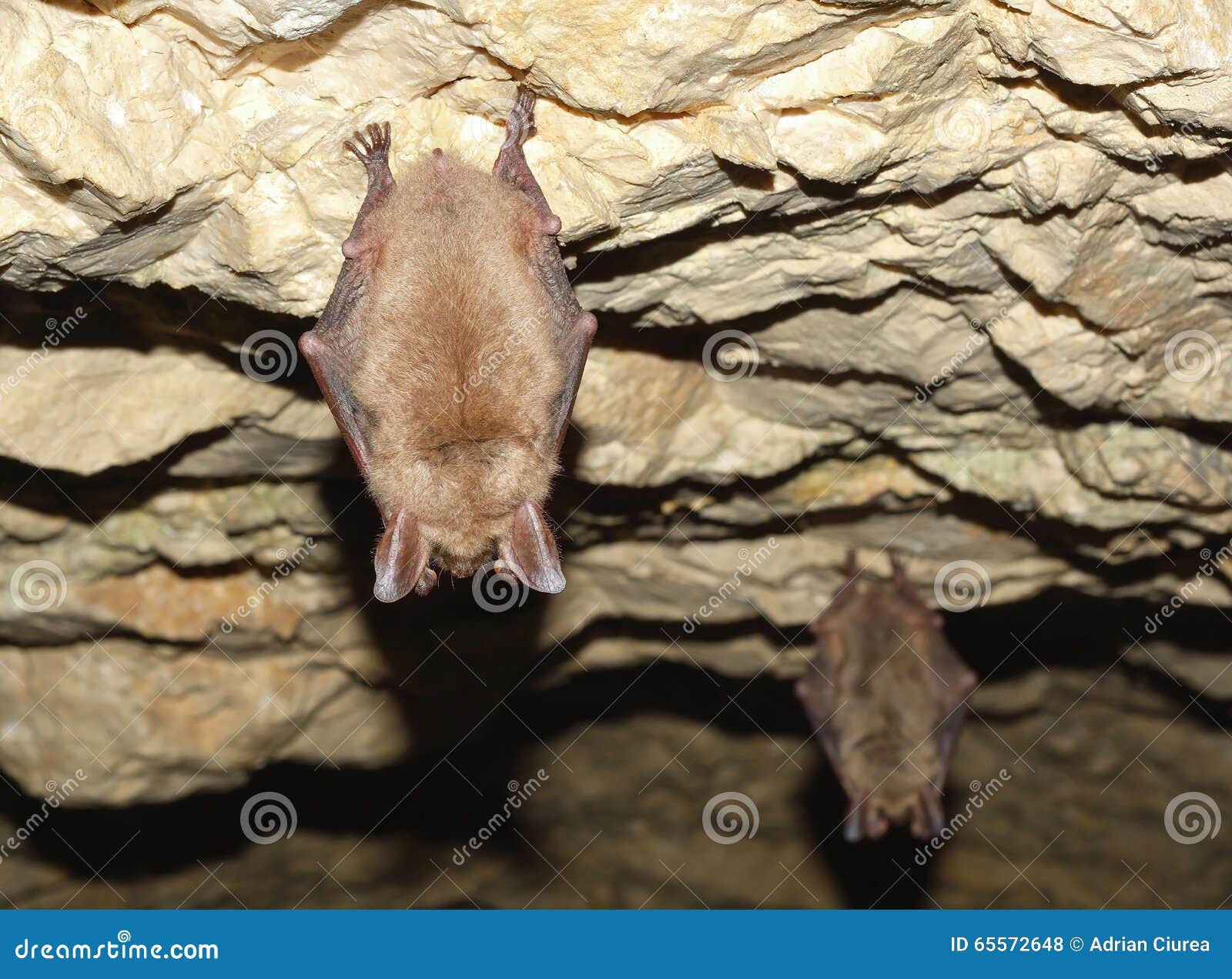 Lesser Mouse-eared Bat (Myotis Myotis) Stock Photo - Image of deep ...